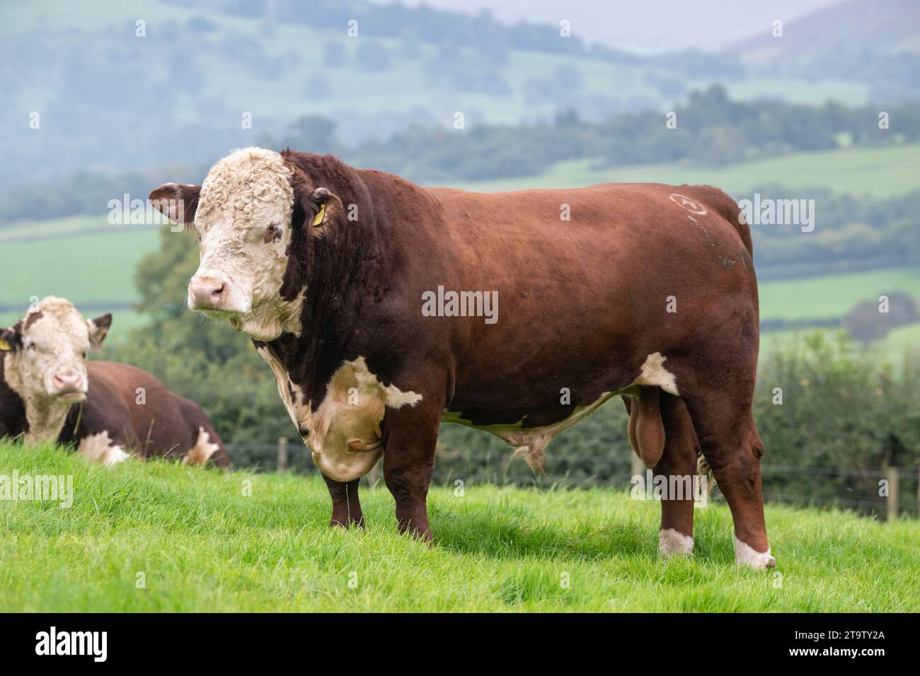 Pedigree Hereford bull, a British native beef breed, in an upland ...