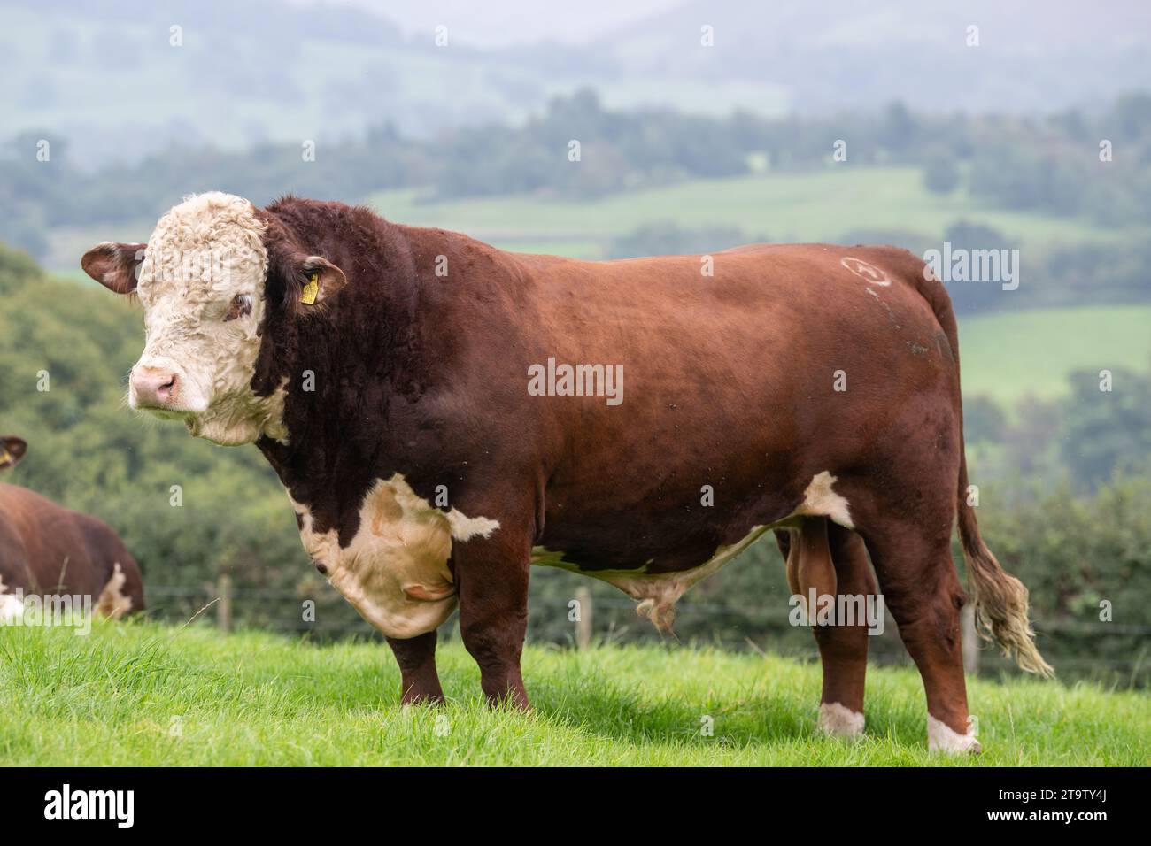 Pedigree Hereford bull, a British native beef breed, in an upland ...