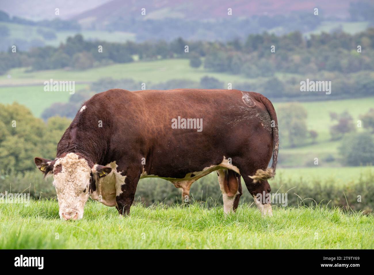 Pedigree Hereford bull, a British native beef breed, in an upland ...