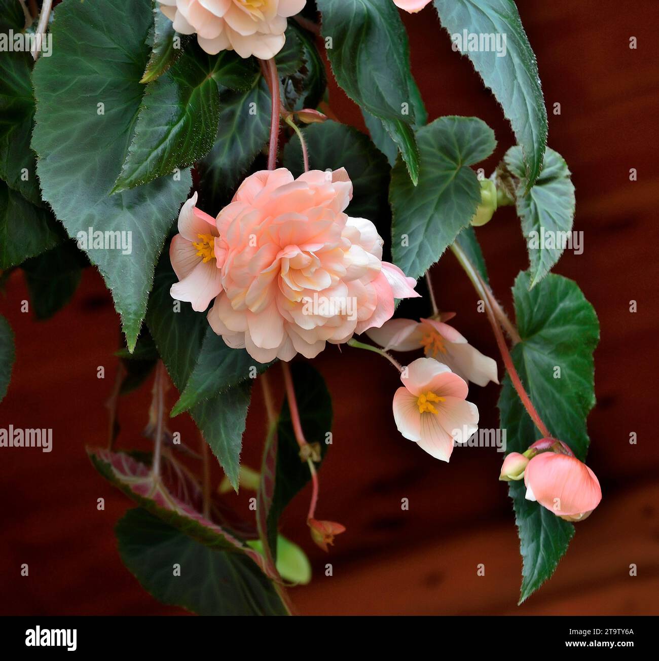 Ampelous root begonia with soft pink cream double flowers close-up. A ...