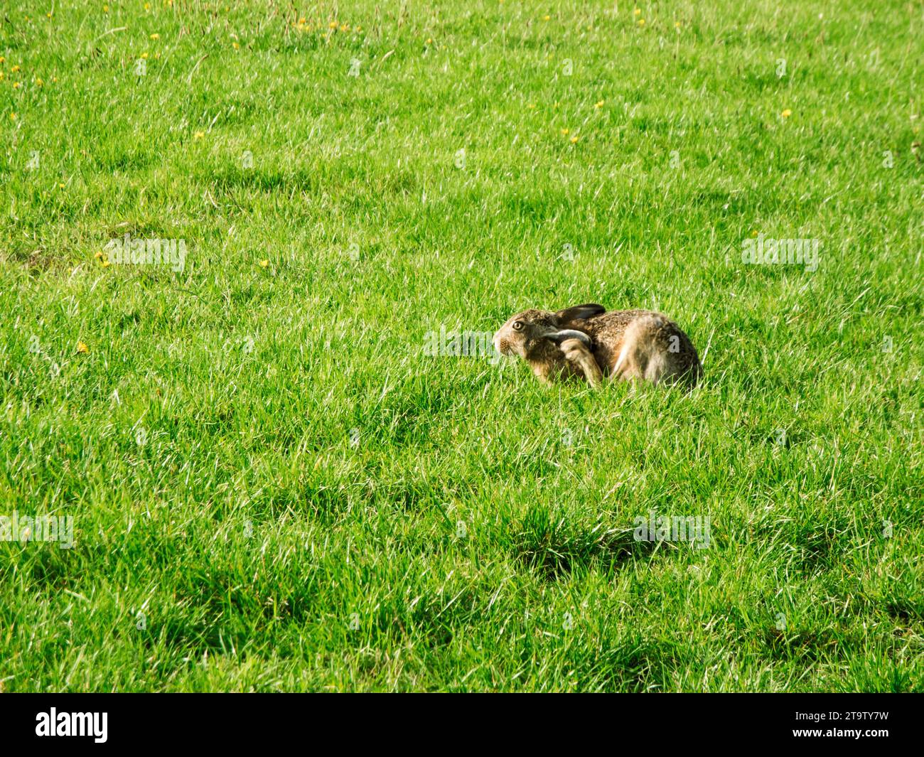 Natural view of a brown hare (Leporidae) scratching its left ear with ...