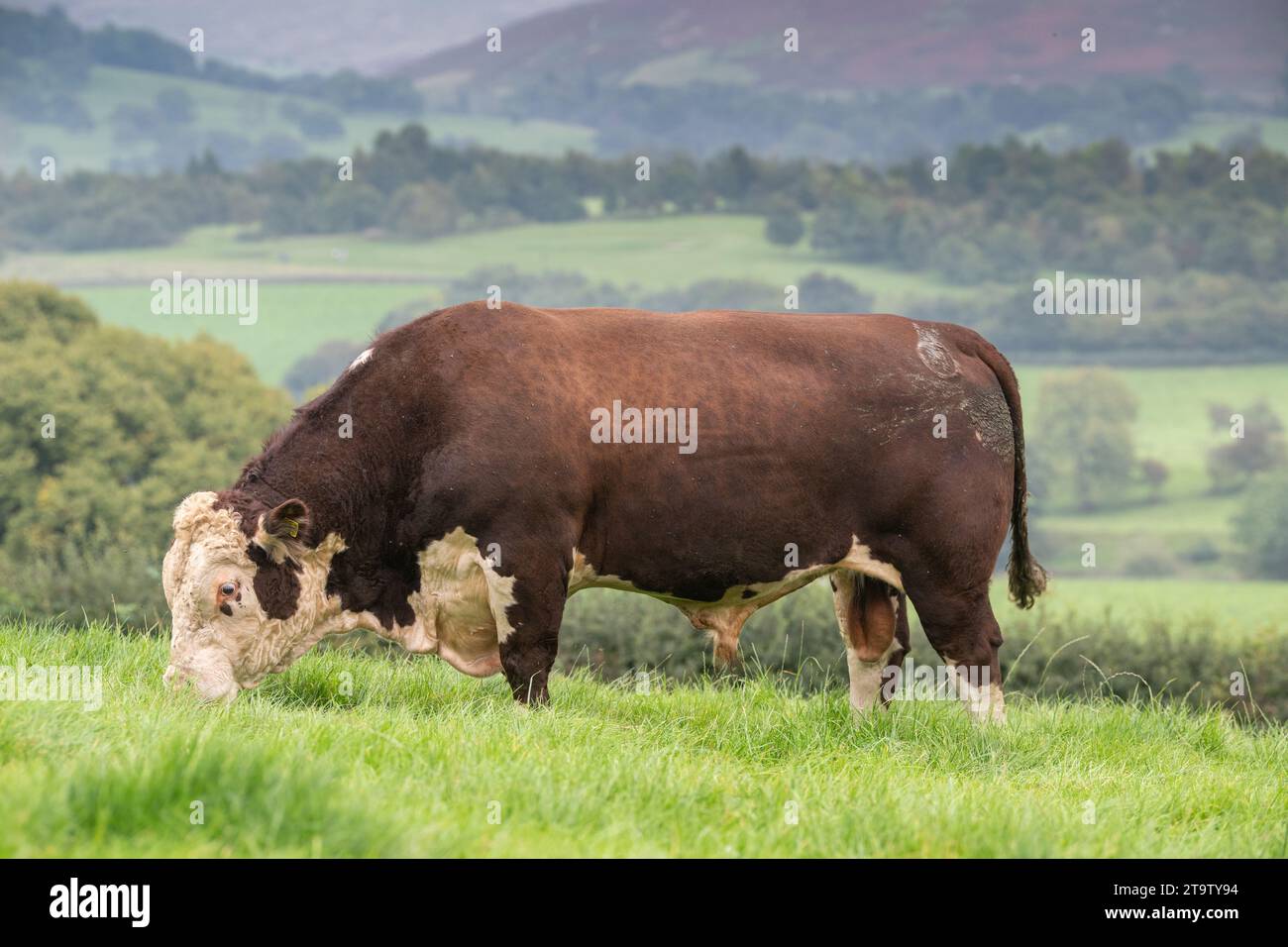 Pedigree Hereford bull, a British native beef breed, in an upland ...