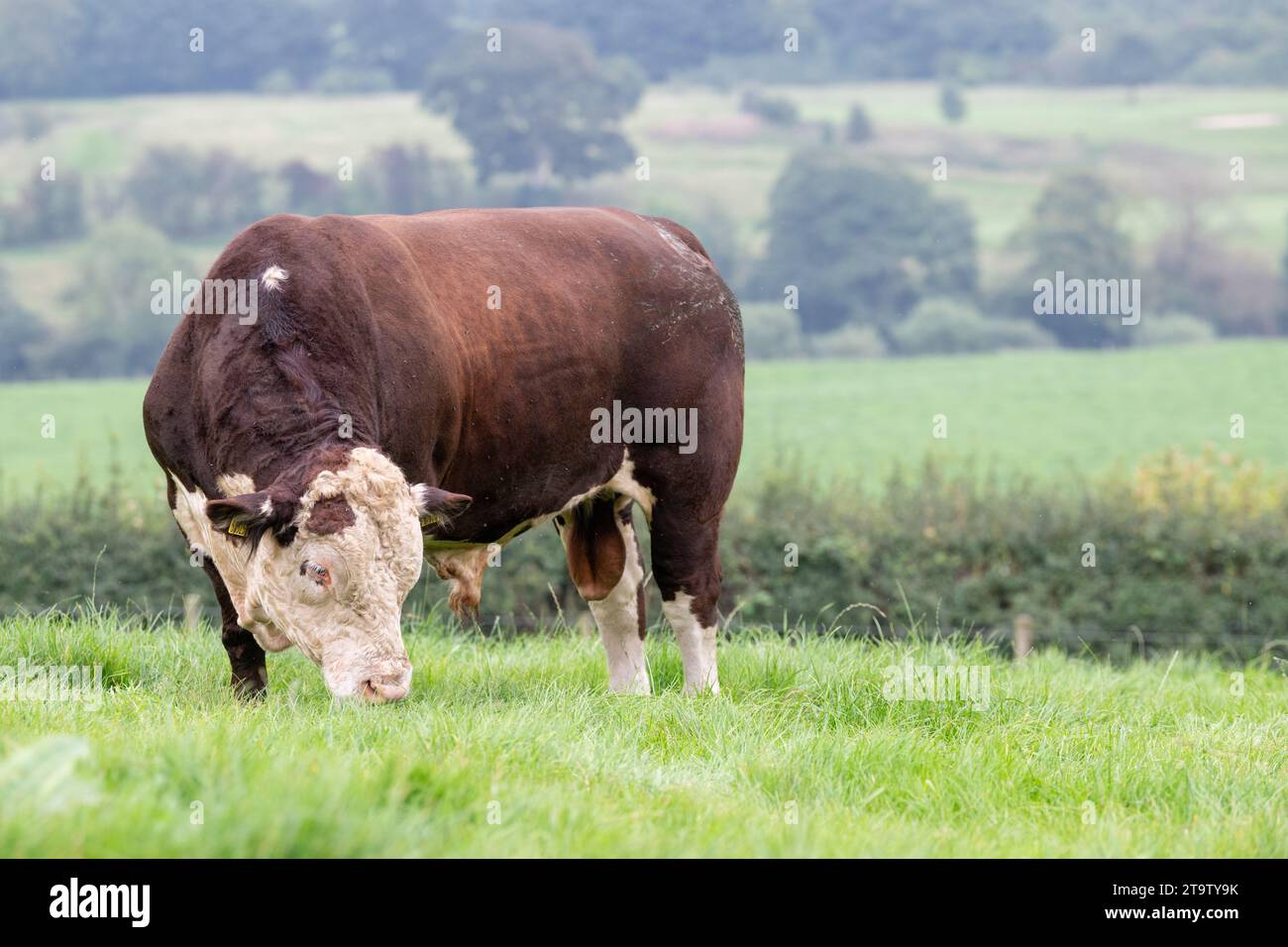 Pedigree Hereford bull, a British native beef breed, in an upland ...