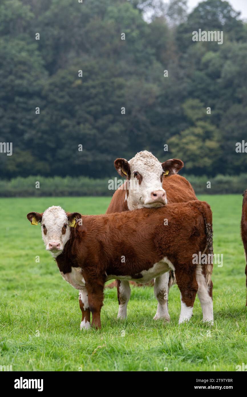 A Hereford cow, a British native beef breed, in a lush upland pasture ...