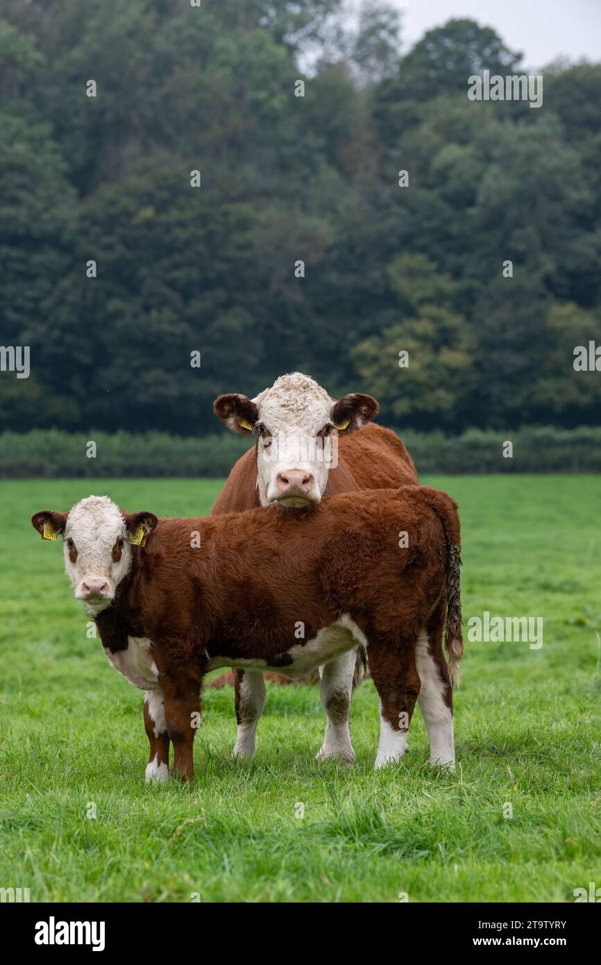 Two headed cow hi-res stock photography and images - Alamy
