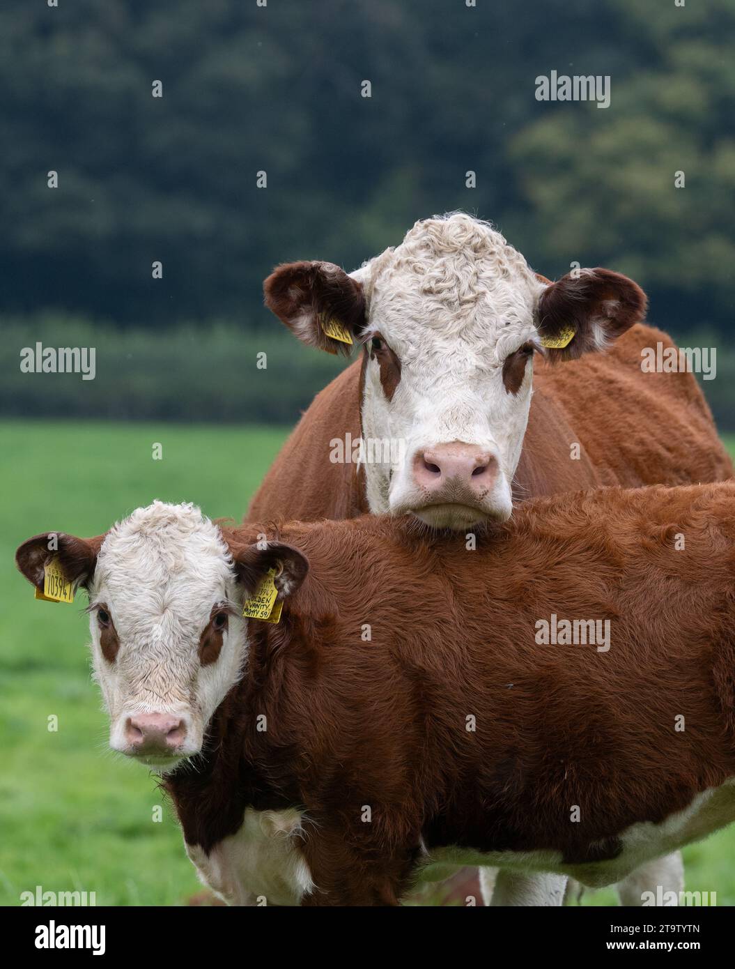 A Hereford cow, a British native beef breed, in a lush upland pasture ...