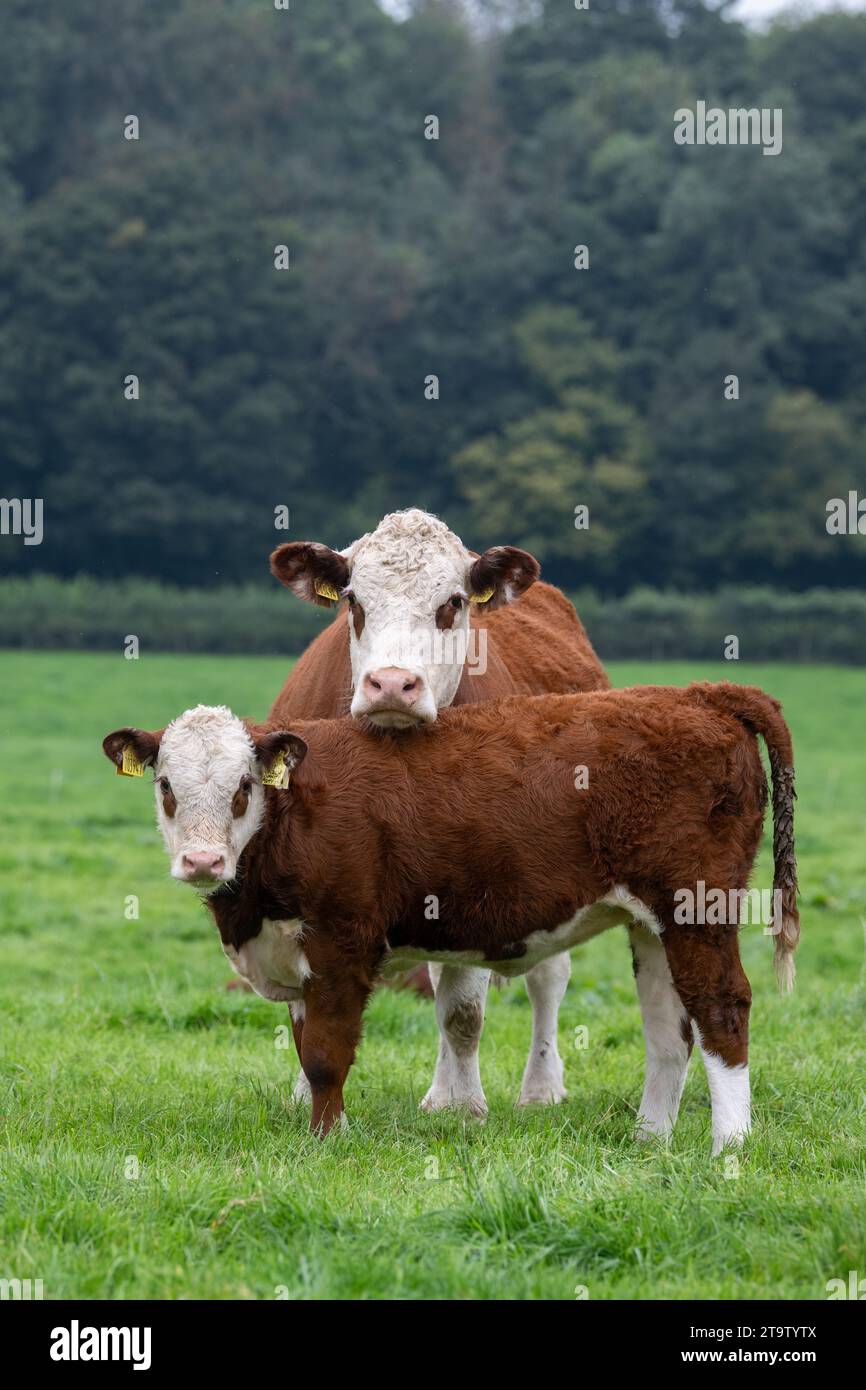 A Hereford cow, a British native beef breed, in a lush upland pasture ...