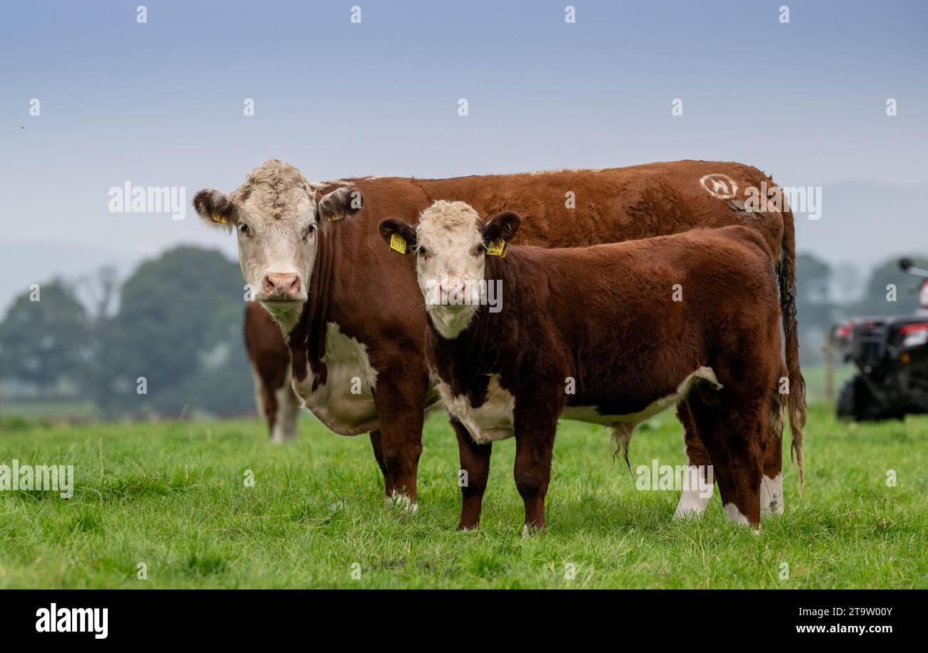 A Hereford cow, a British native beef breed, in a lush upland pasture ...