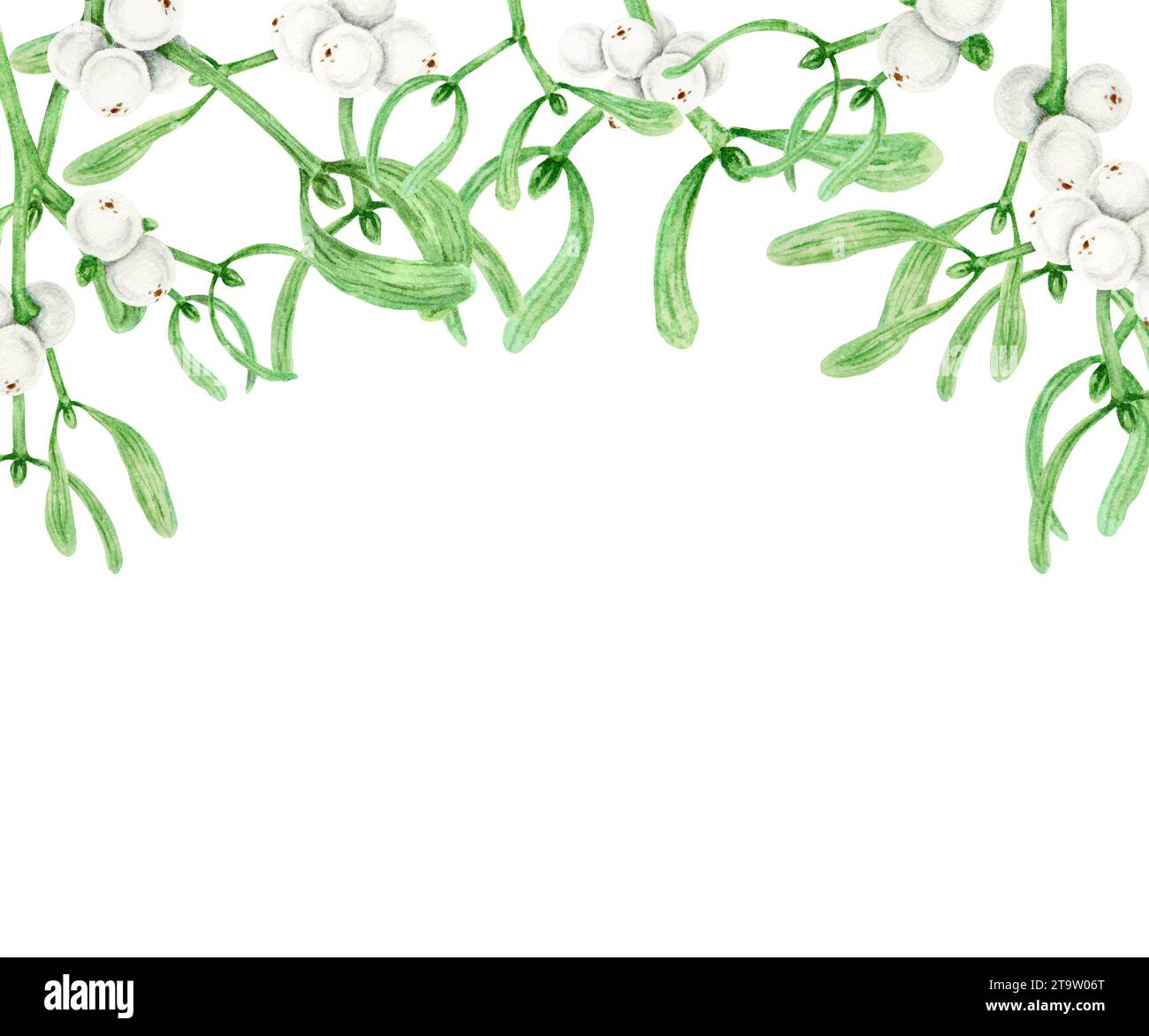 Frame, border of Mistletoe evergreen branches with leaves and white ...
