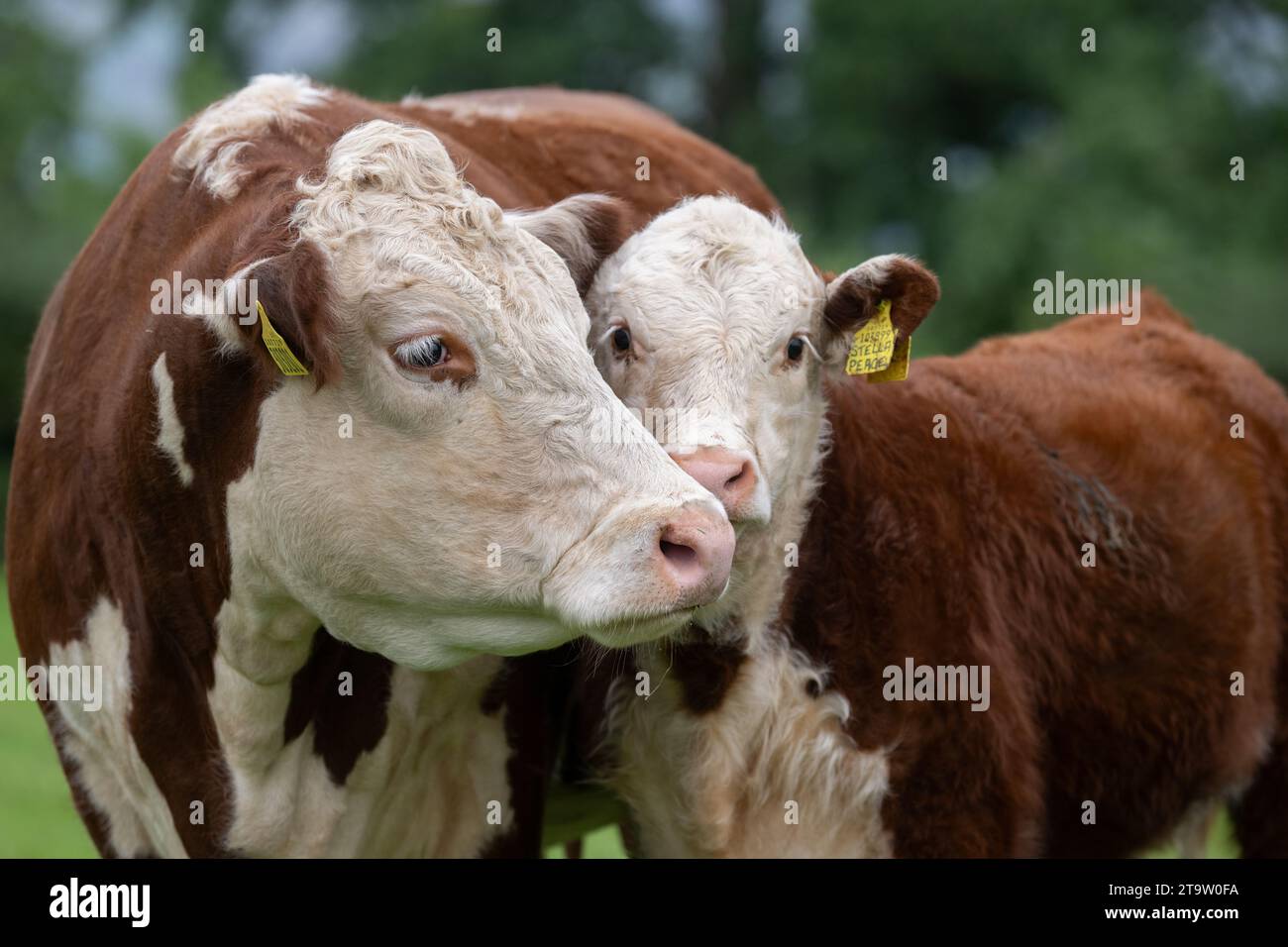 Calf hall hi-res stock photography and images - Alamy