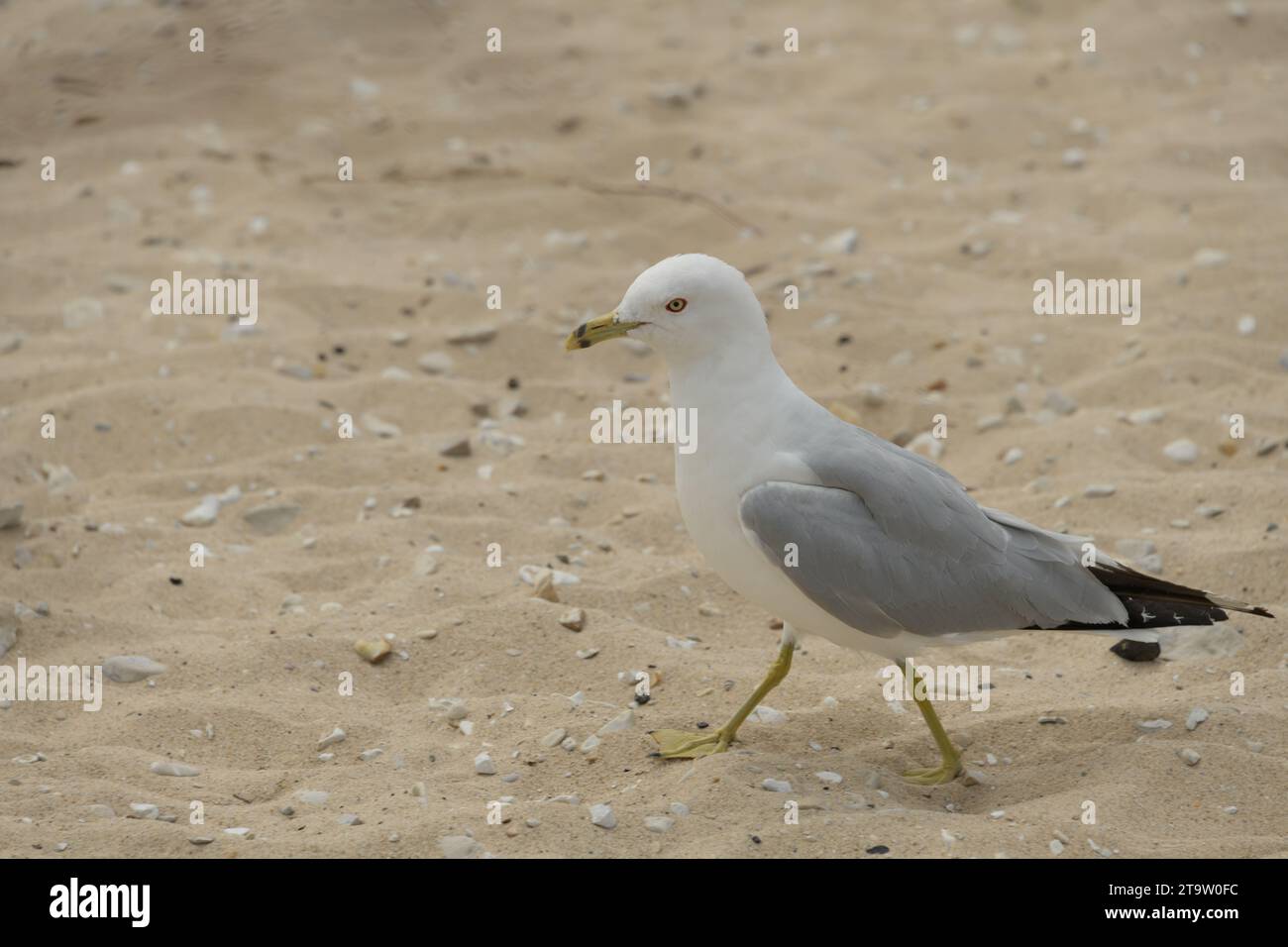 Seagull feet hi-res stock photography and images - Alamy