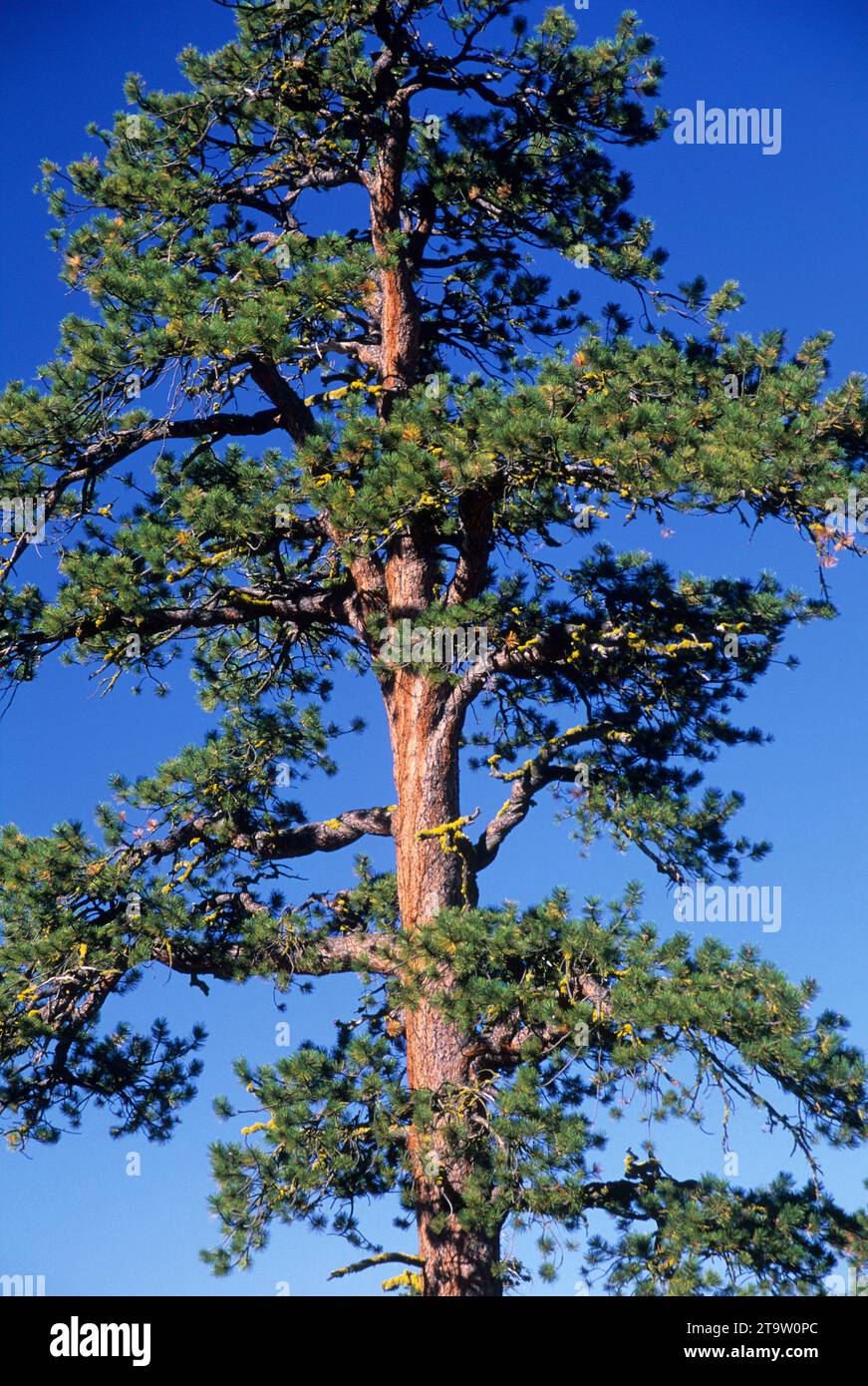 Ponderosa pine (Pinus ponderosa), Fremont National Forest, Oregon Stock ...
