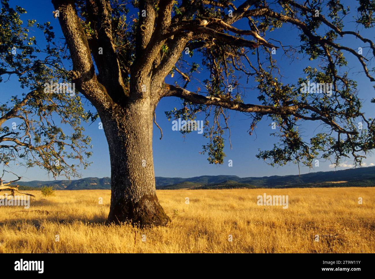 Oak, Rogue-Umpqua National Scenic Byway, Jackson County, Oregon Stock ...