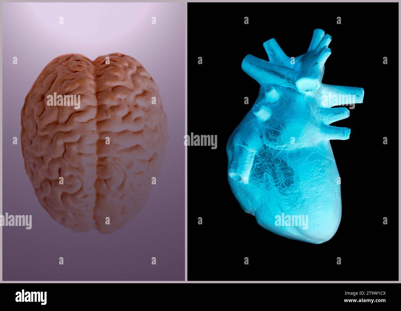 Human brain and heart, Medical, educational, anatomy and emotion ...