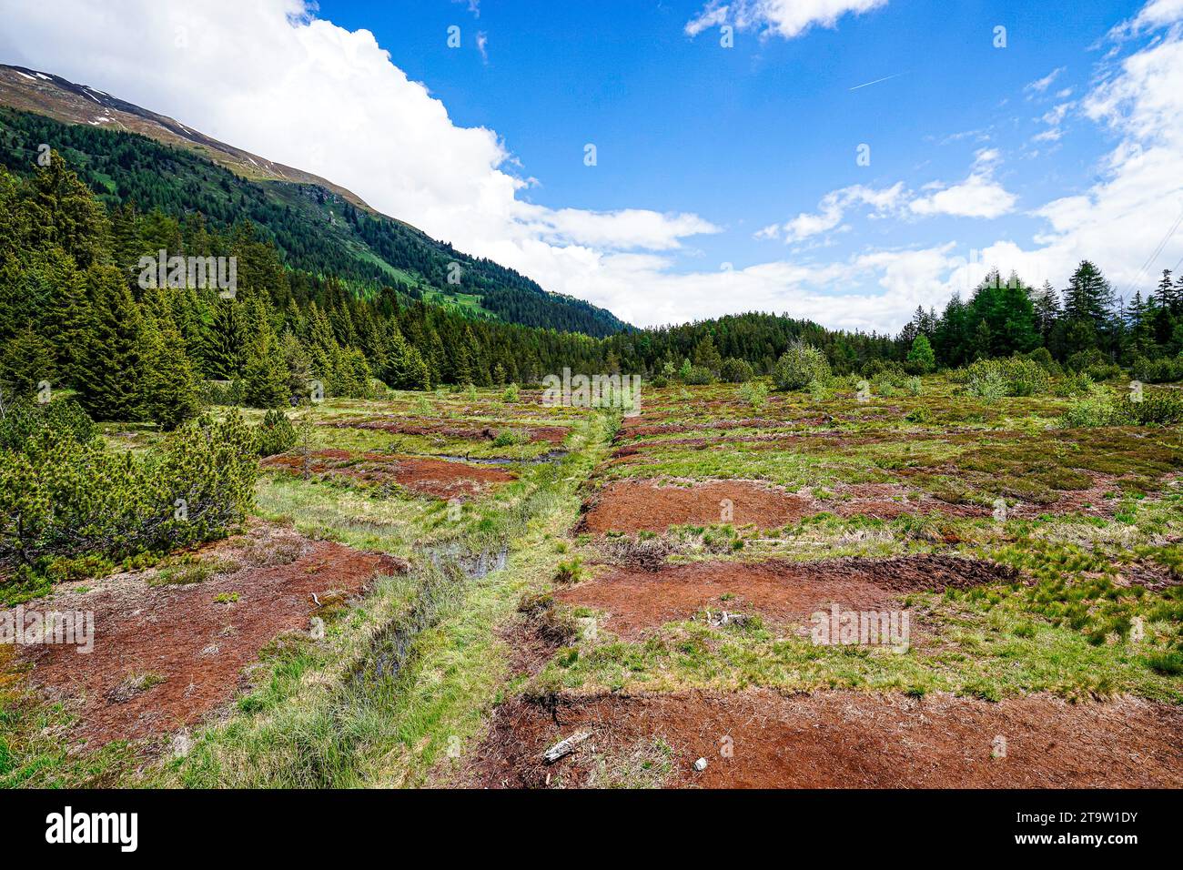The scene emphasizing the importance of peatland conservation to ...