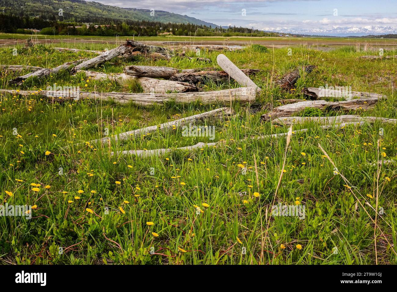 Driftwood logs tossed into Beluga Slough by winter storms with the snow ...