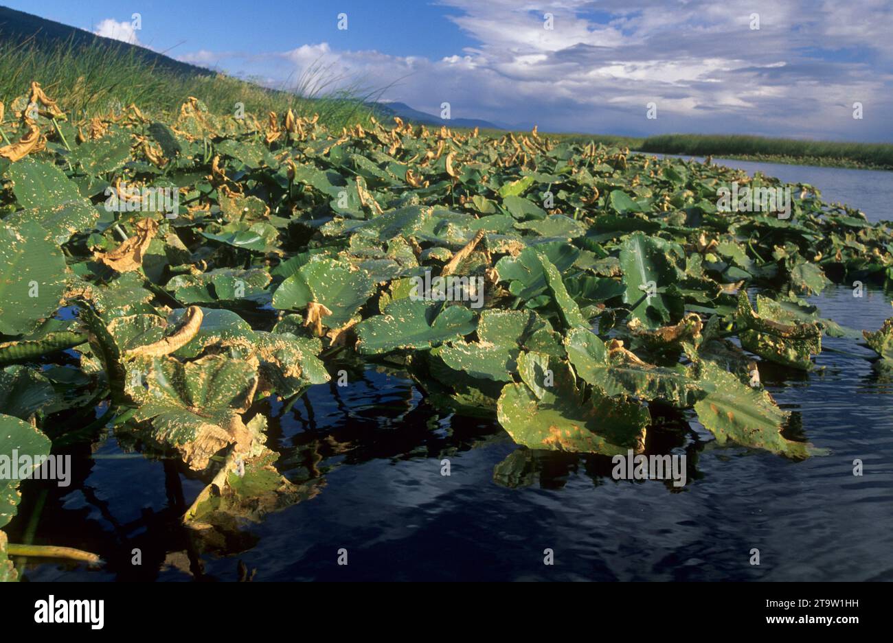 Cow lilies on Upper Klamath Lake Canoe Trail, Upper Klamath National ...