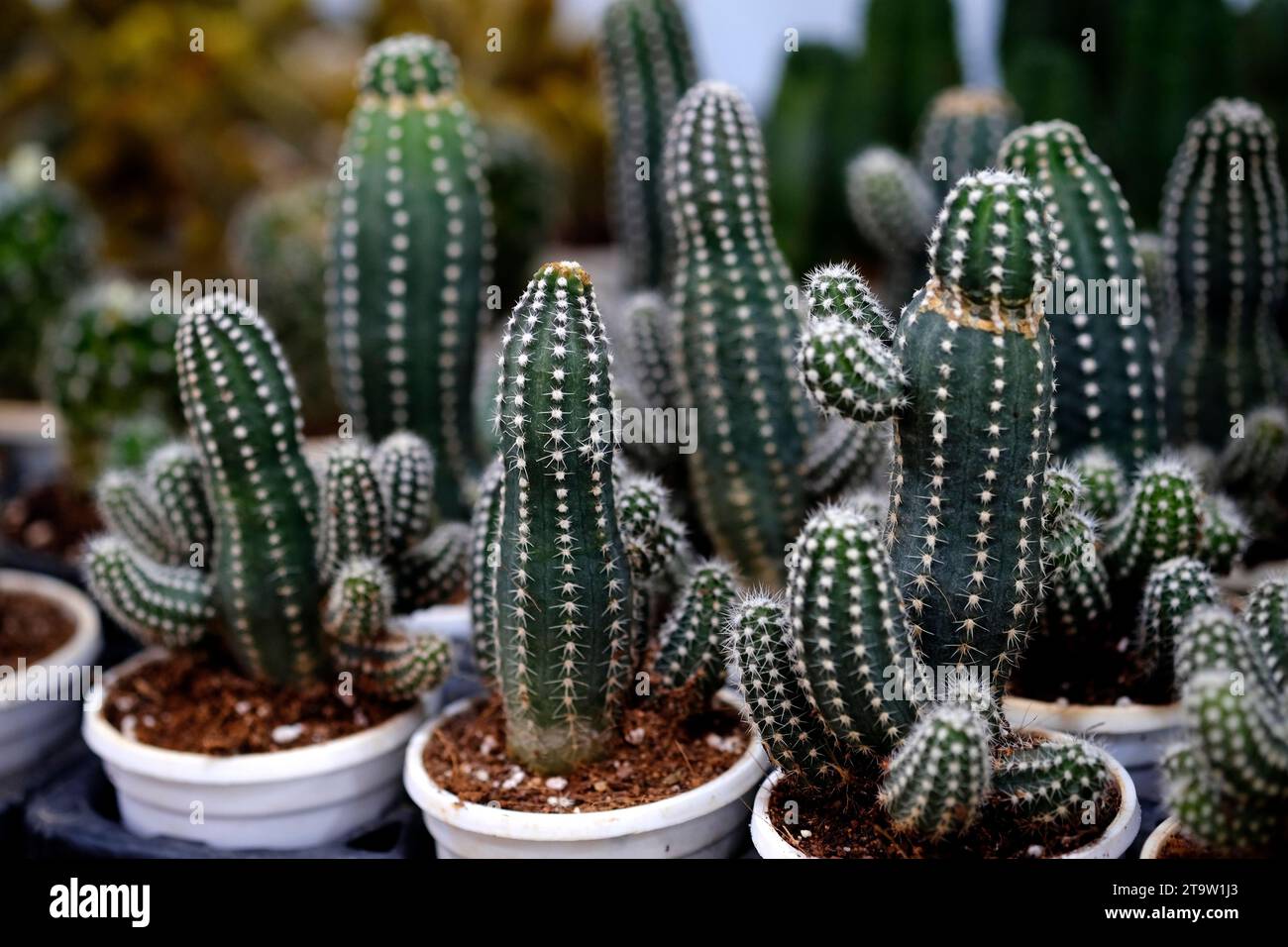 Cactus, natural green cactus with sharp white prickles in garden ...