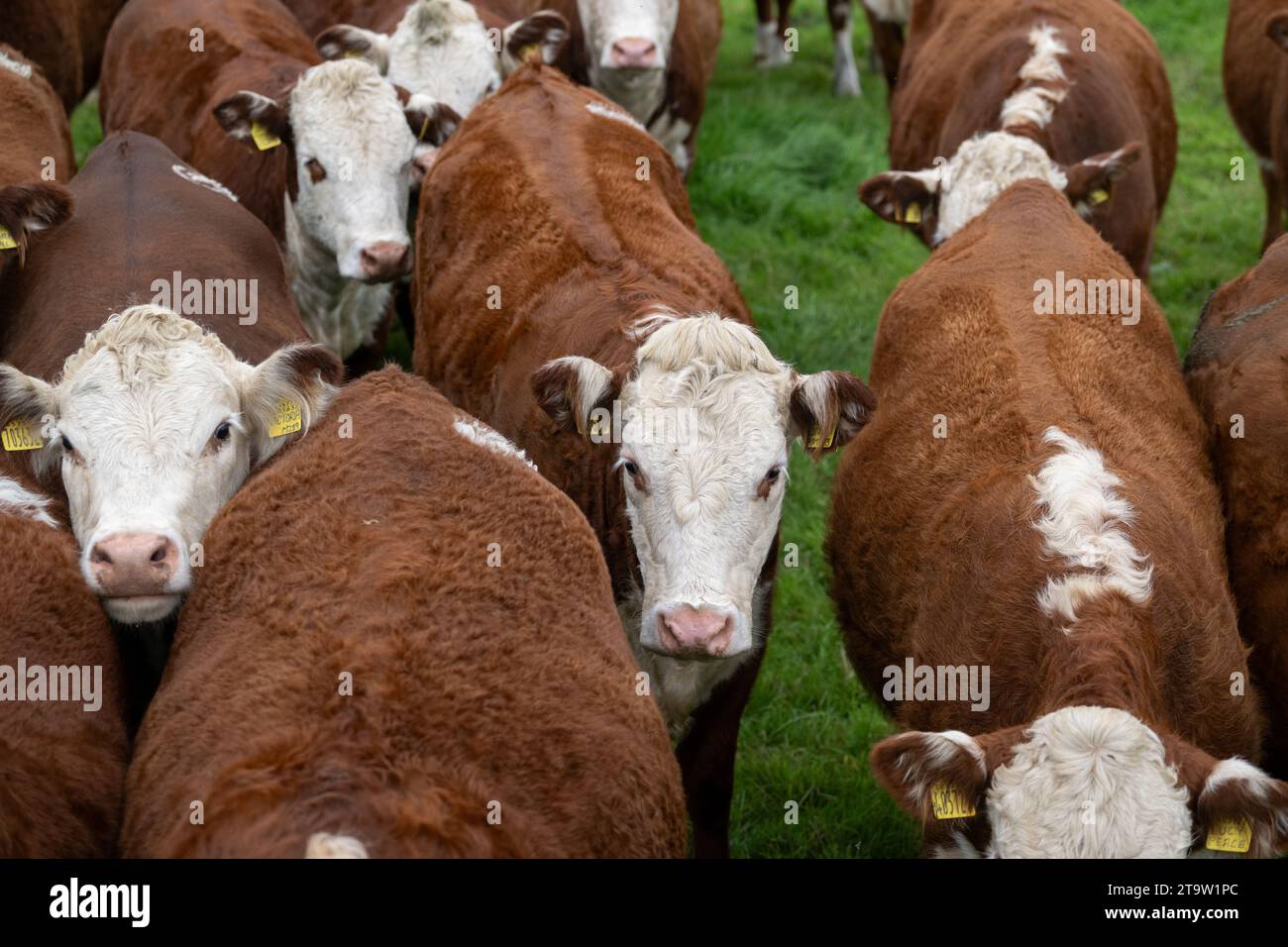 Herd of Hereford beef cattle on Cumbrian upland pasture, UK Stock Photo ...
