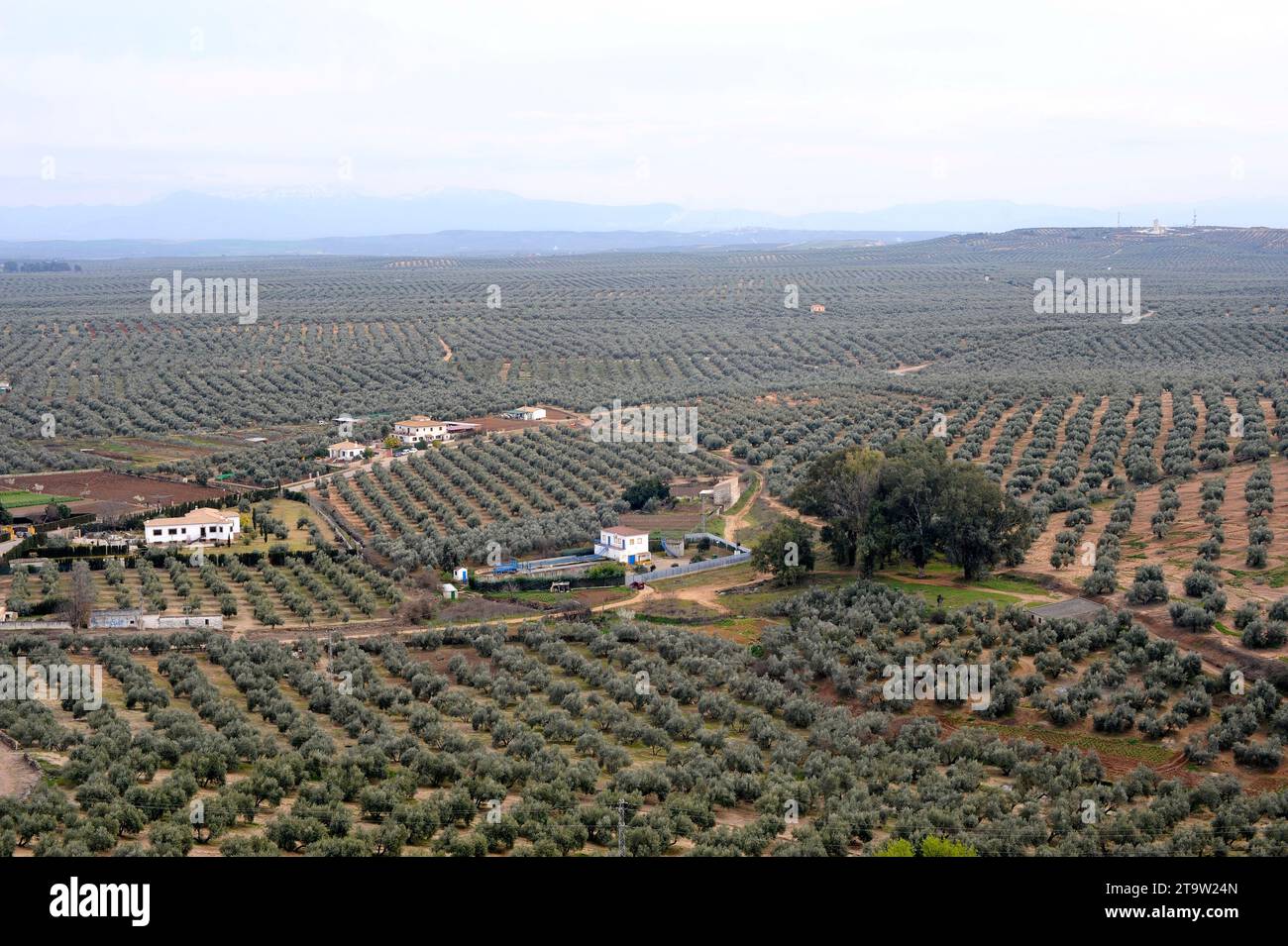 Olive trees (Olea europaea europaea) near Baños de la Encina. Jaén ...
