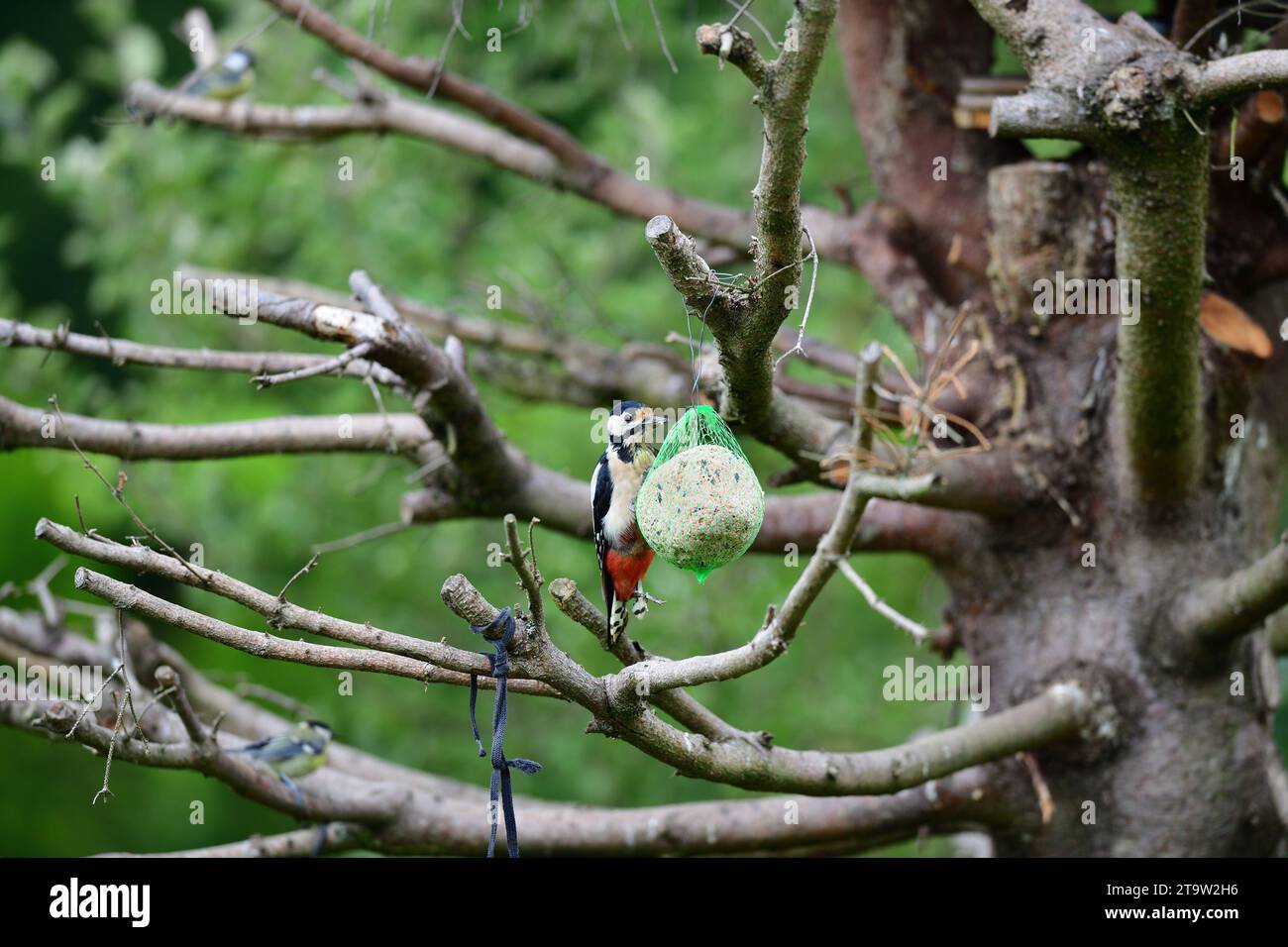 Great woodpecker hanging on tallow ball on the branch in the garden ...