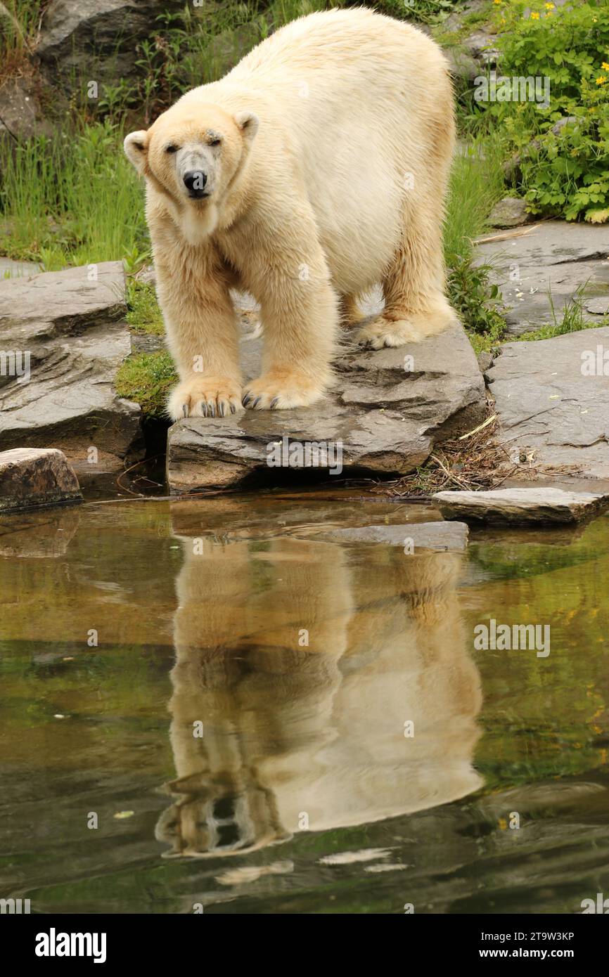 Polar bear reflection Stock Photo - Alamy