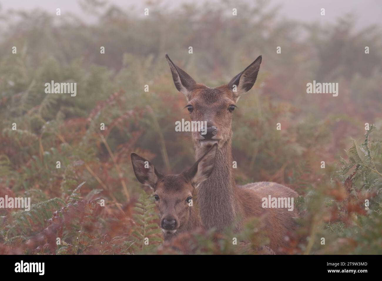 red deer females in mist Stock Photo - Alamy