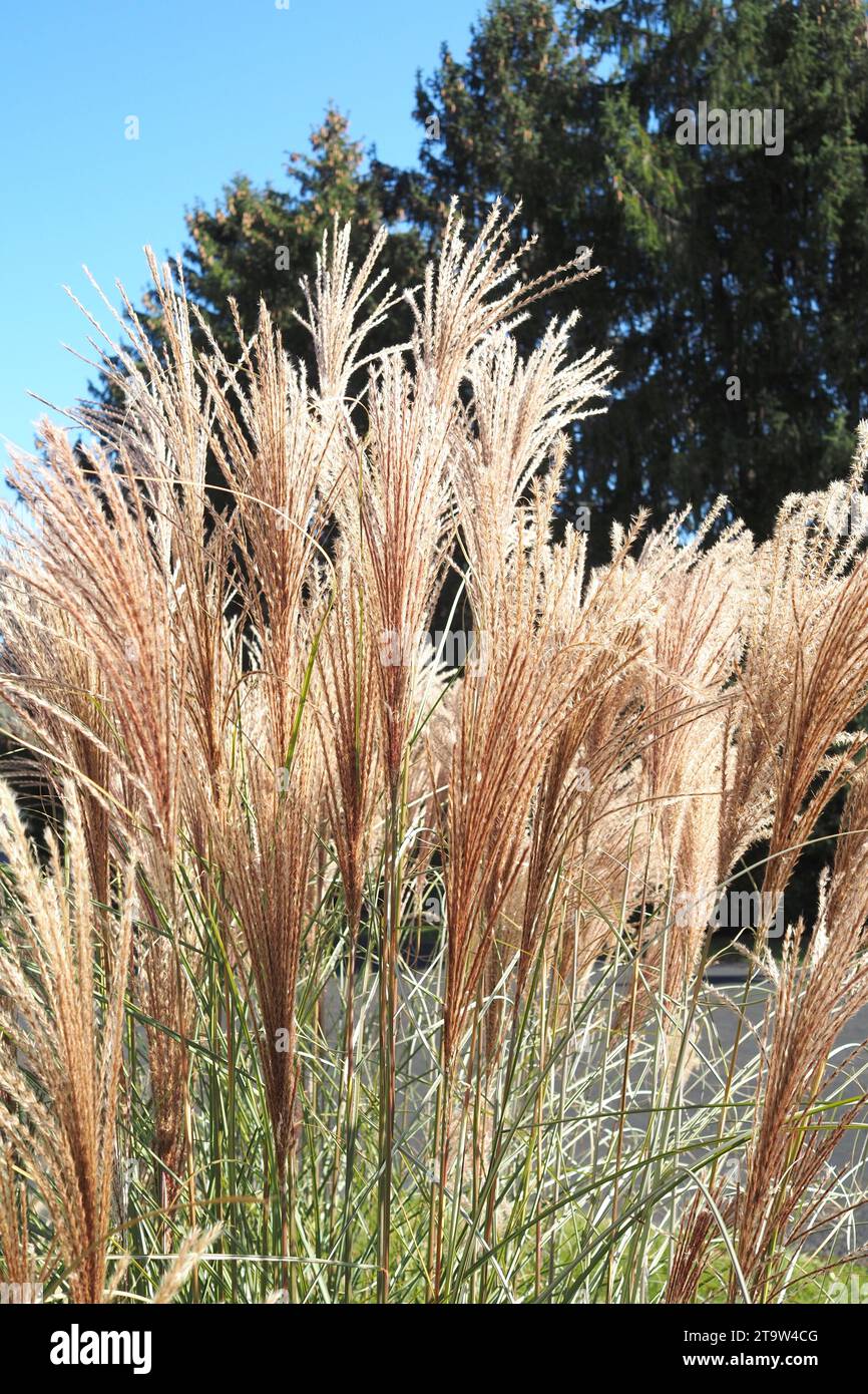 Seasonal color changes green hi-res stock photography and images - Alamy