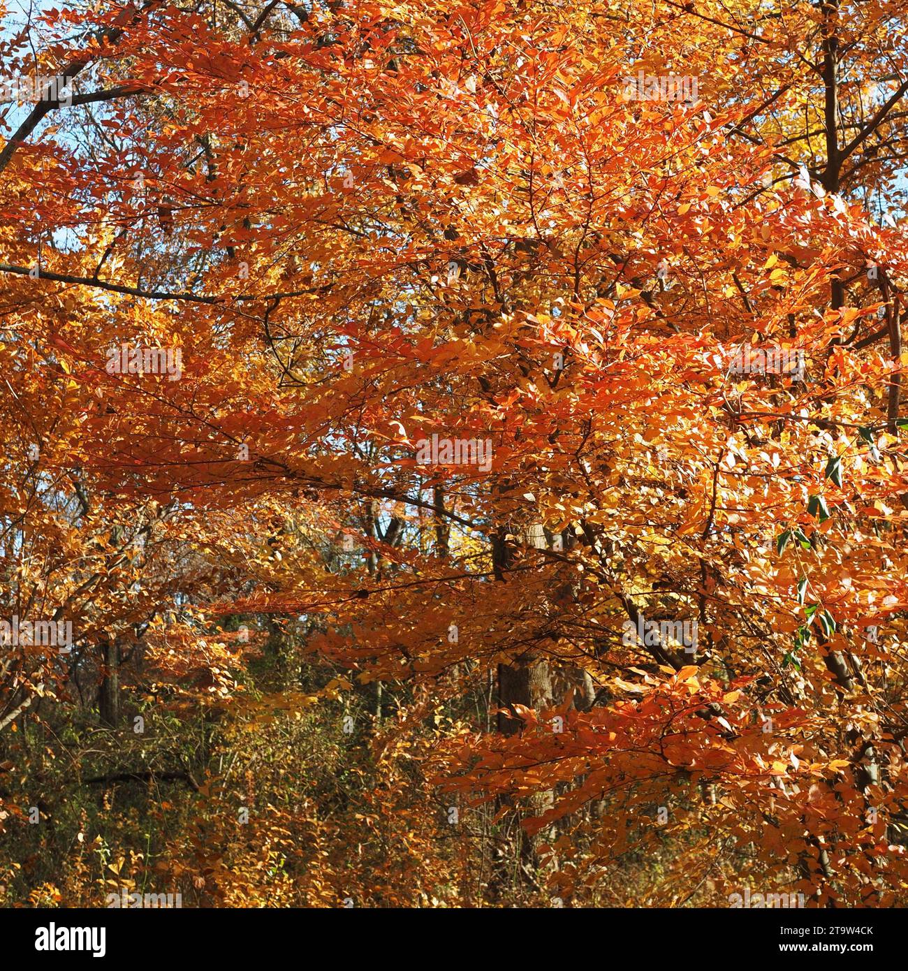 The fall season and its changes are upon us Stock Photo - Alamy