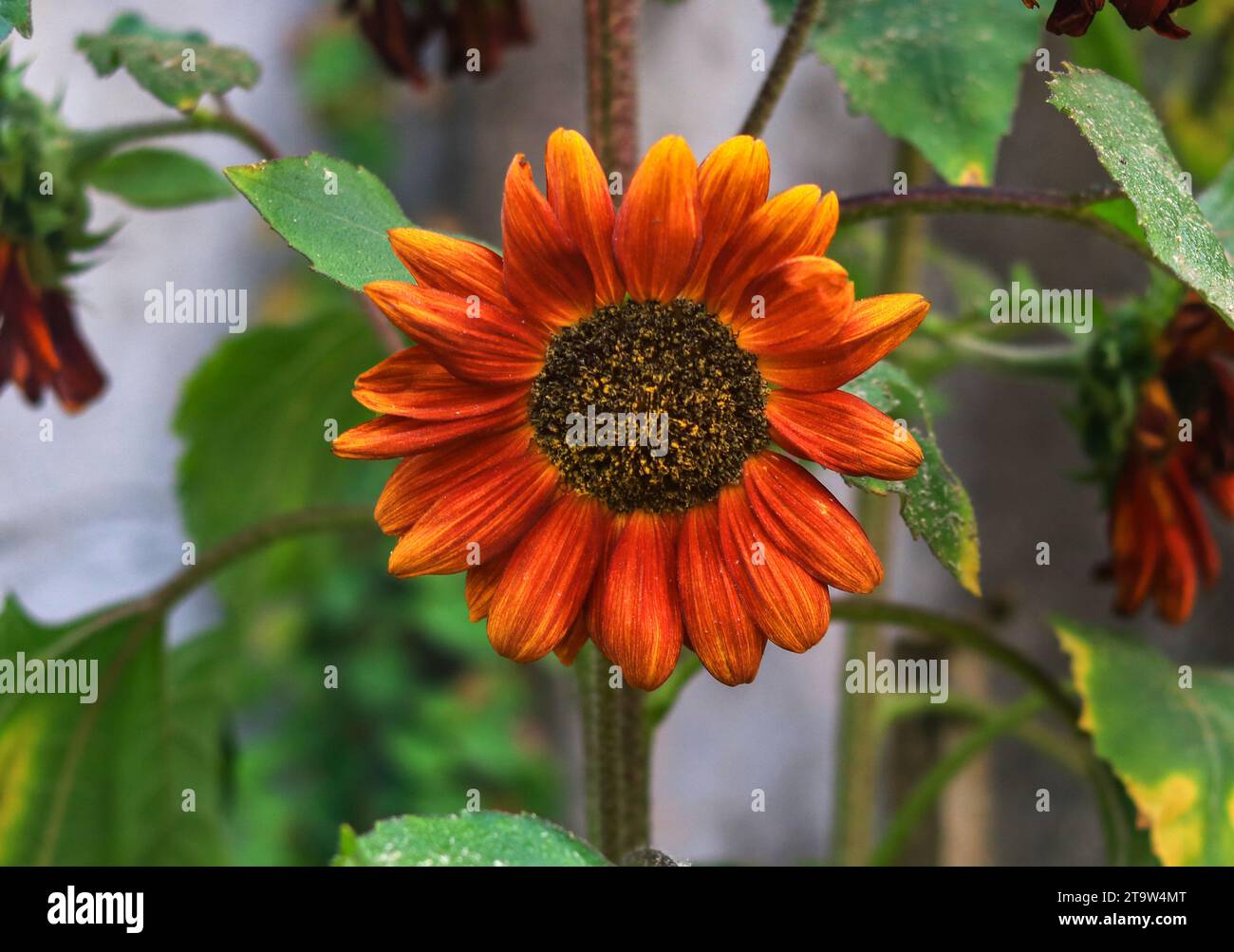 Fresh close up sunflower nature garden tree,A young sunflowers field ...