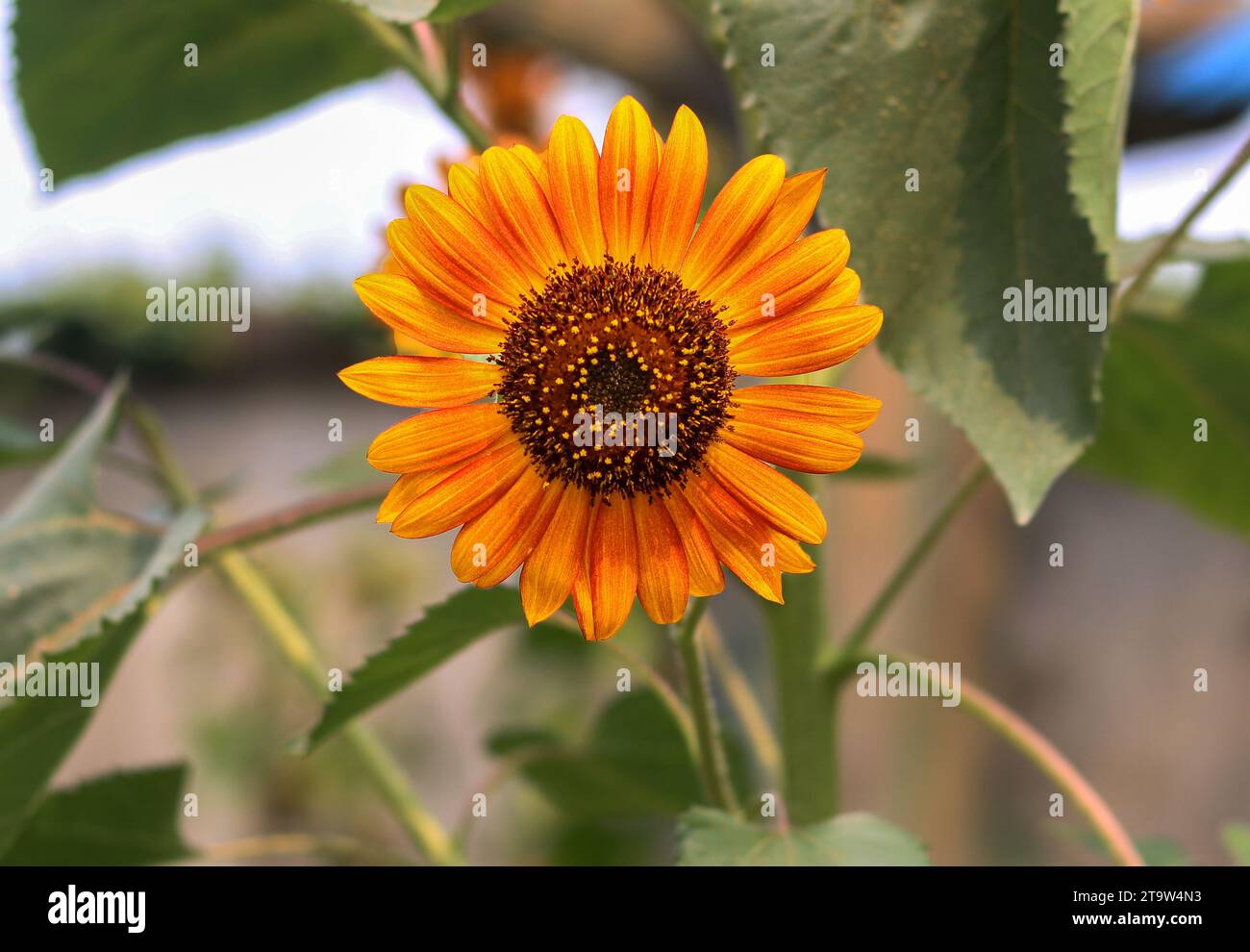 One sunflower and garden field,Beautiful Sunflower natural Stock Photo ...