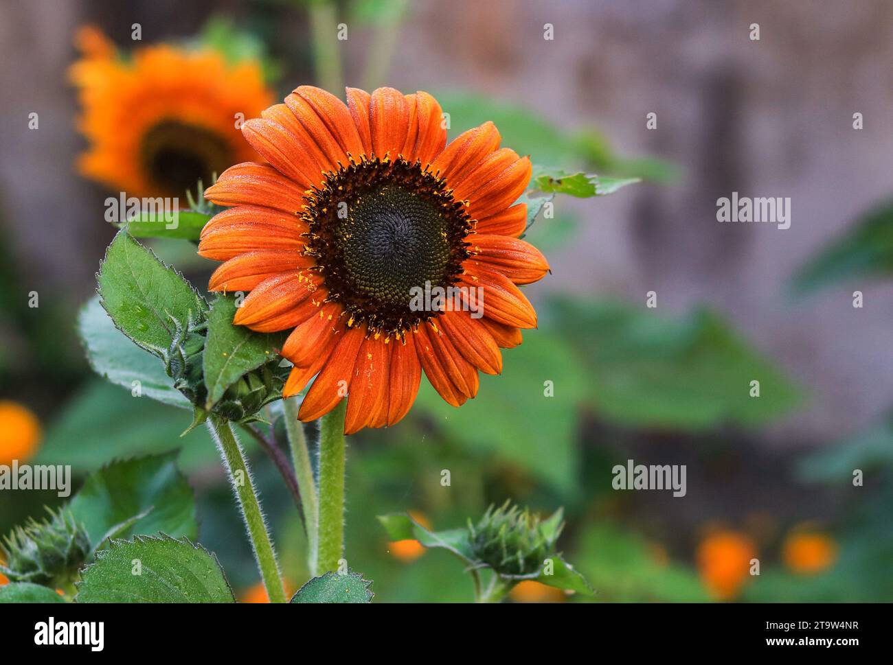 Beautiful photo bright sunflower hi-res stock photography and images ...