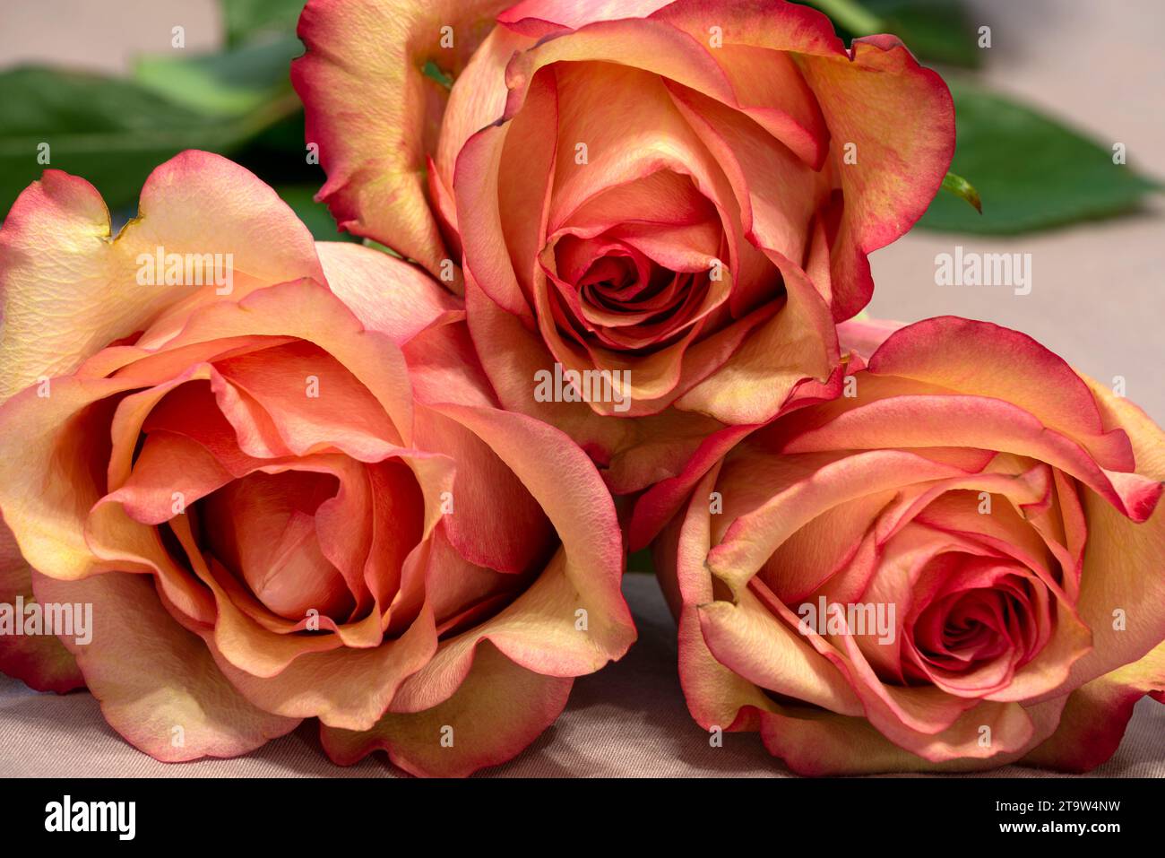 Three buds hi-res stock photography and images - Alamy
