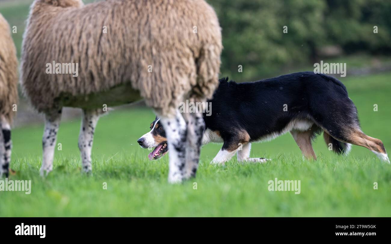 Working sheepdog hi-res stock photography and images - Alamy
