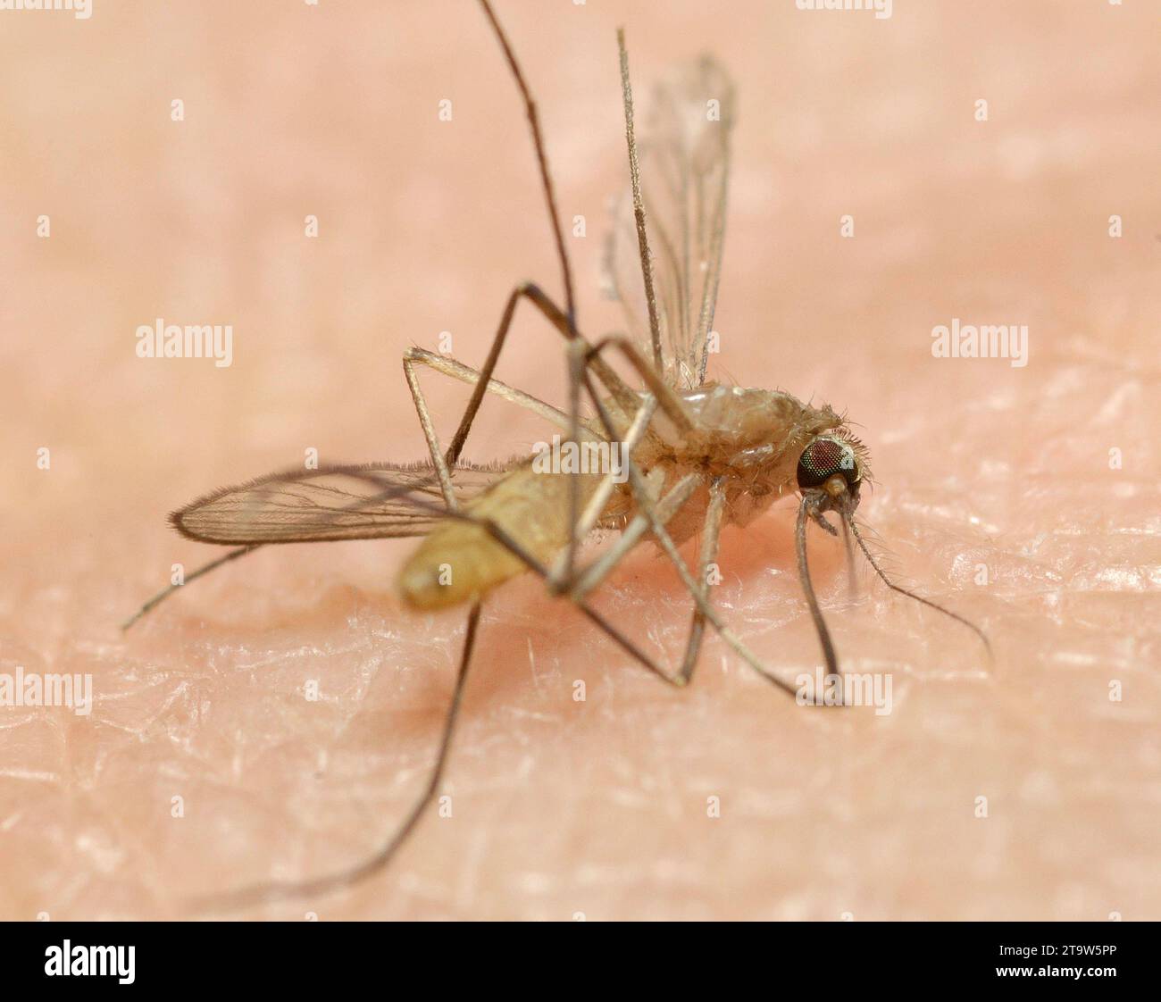 Snake infestation hi-res stock photography and images - Alamy