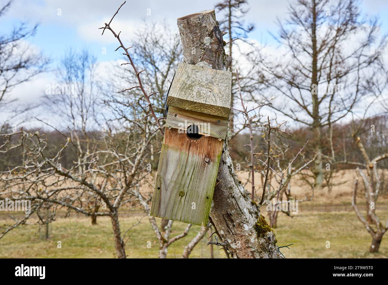 Wooden nest box hi-res stock photography and images - Alamy