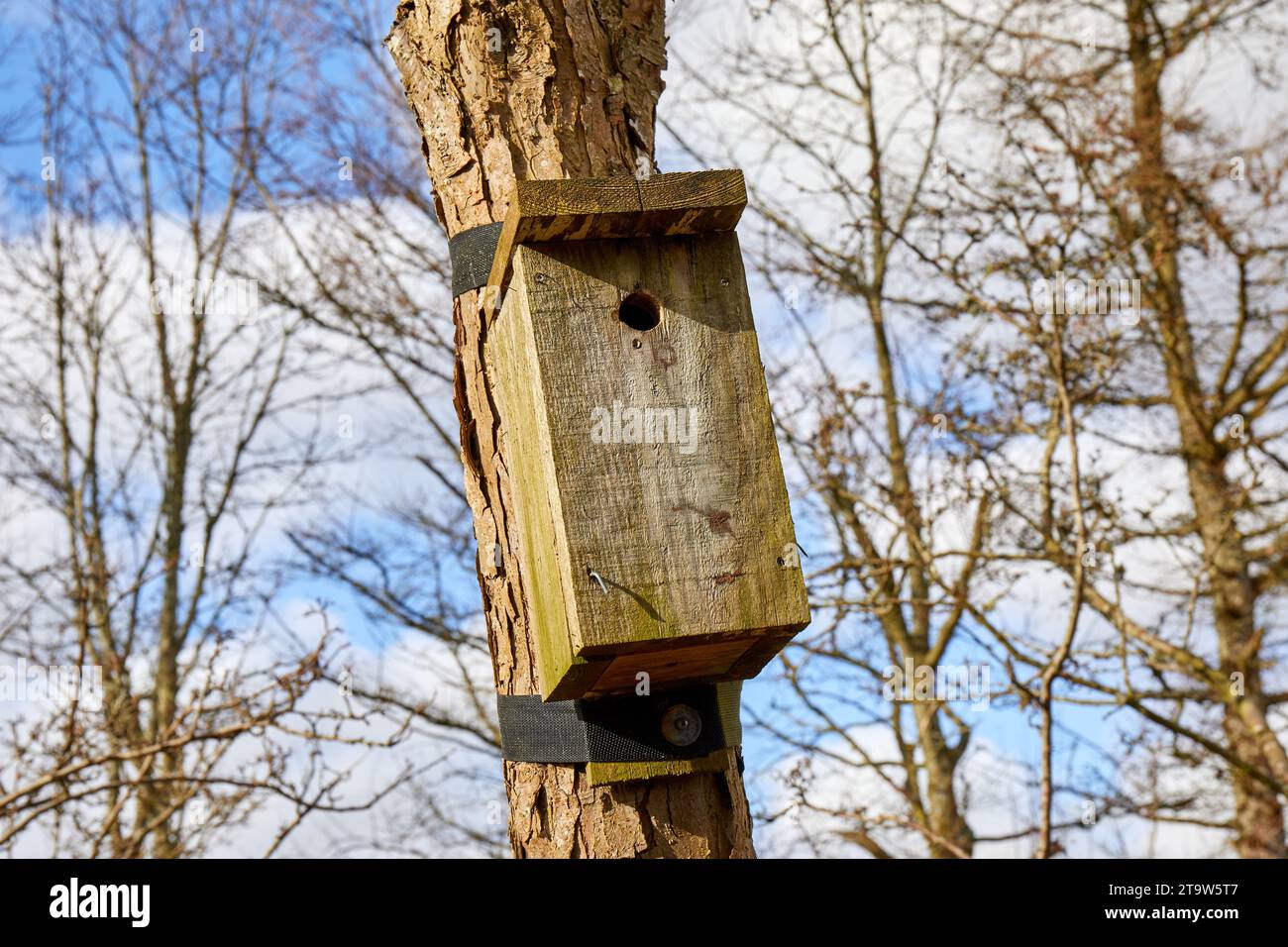 Wooden nesting box strapped to a tree Stock Photo - Alamy
