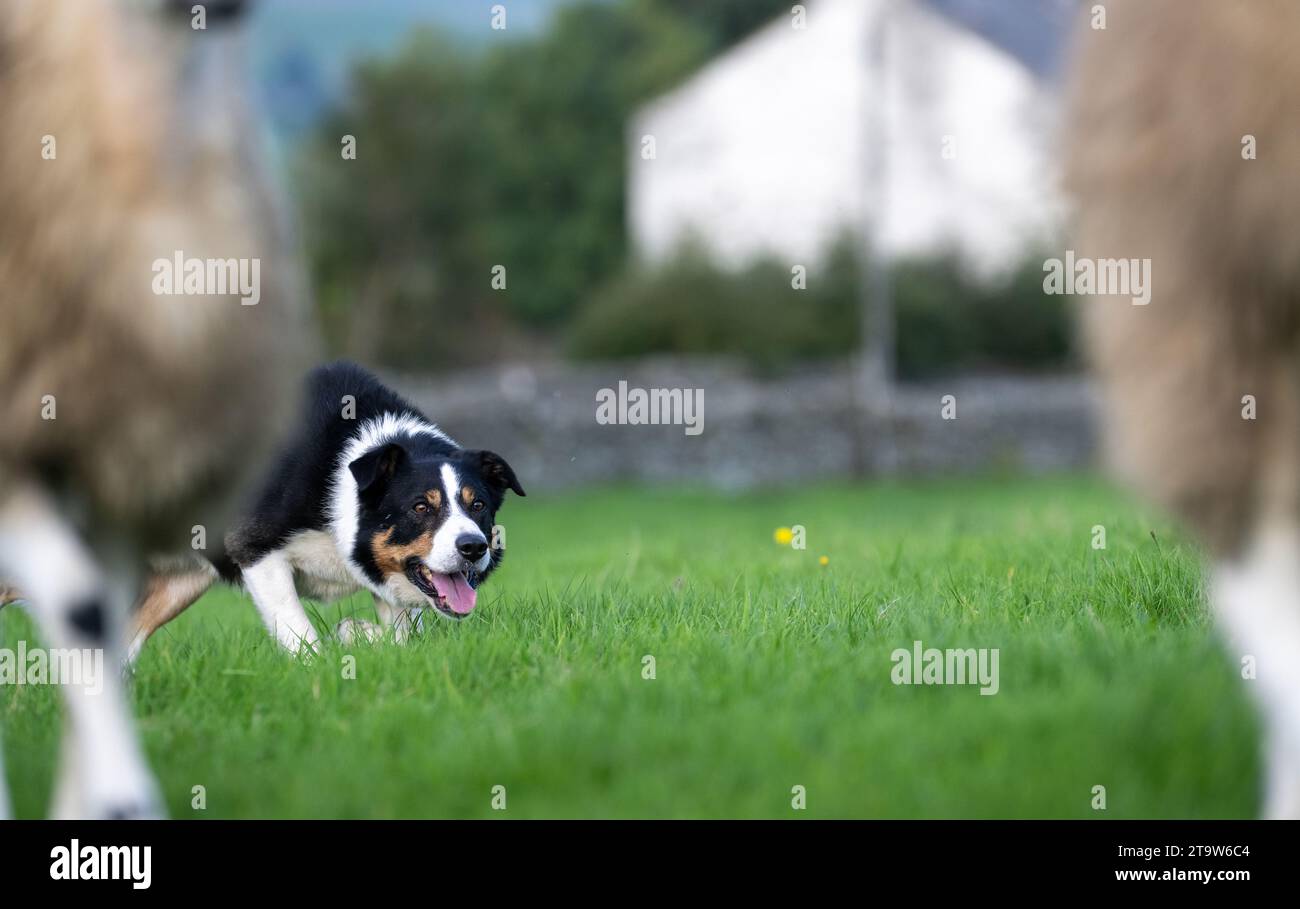 Working sheepdog hi-res stock photography and images - Alamy