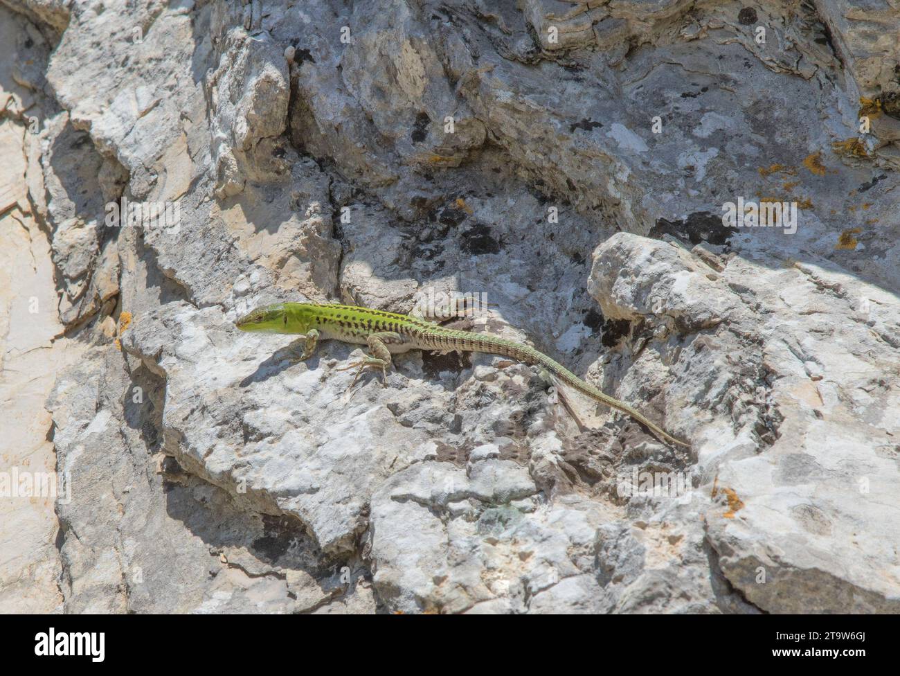 Lizard environment hi-res stock photography and images - Alamy