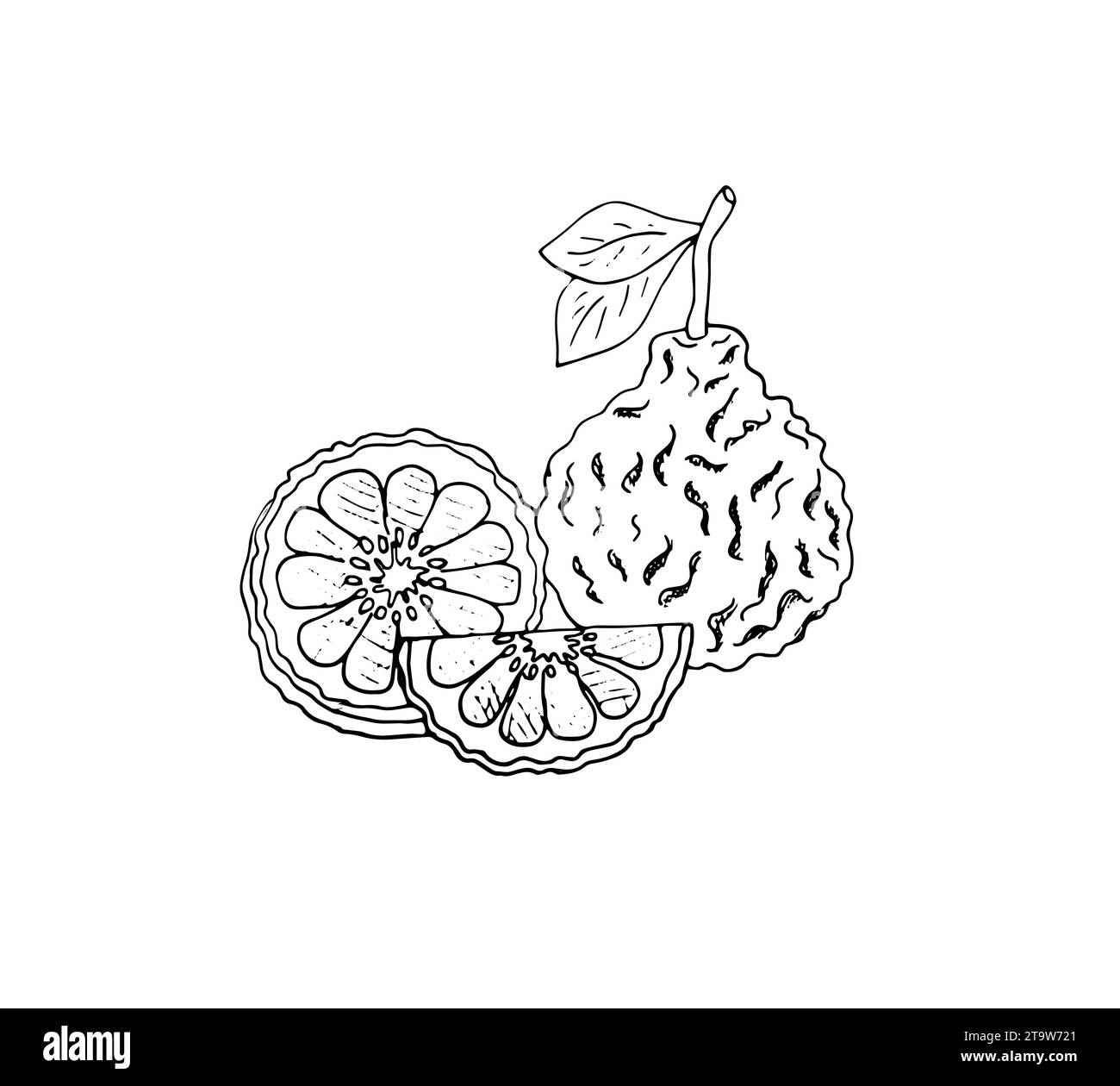Bergamot vector hand-drawn sketch. Isolated illustration of citrus ...
