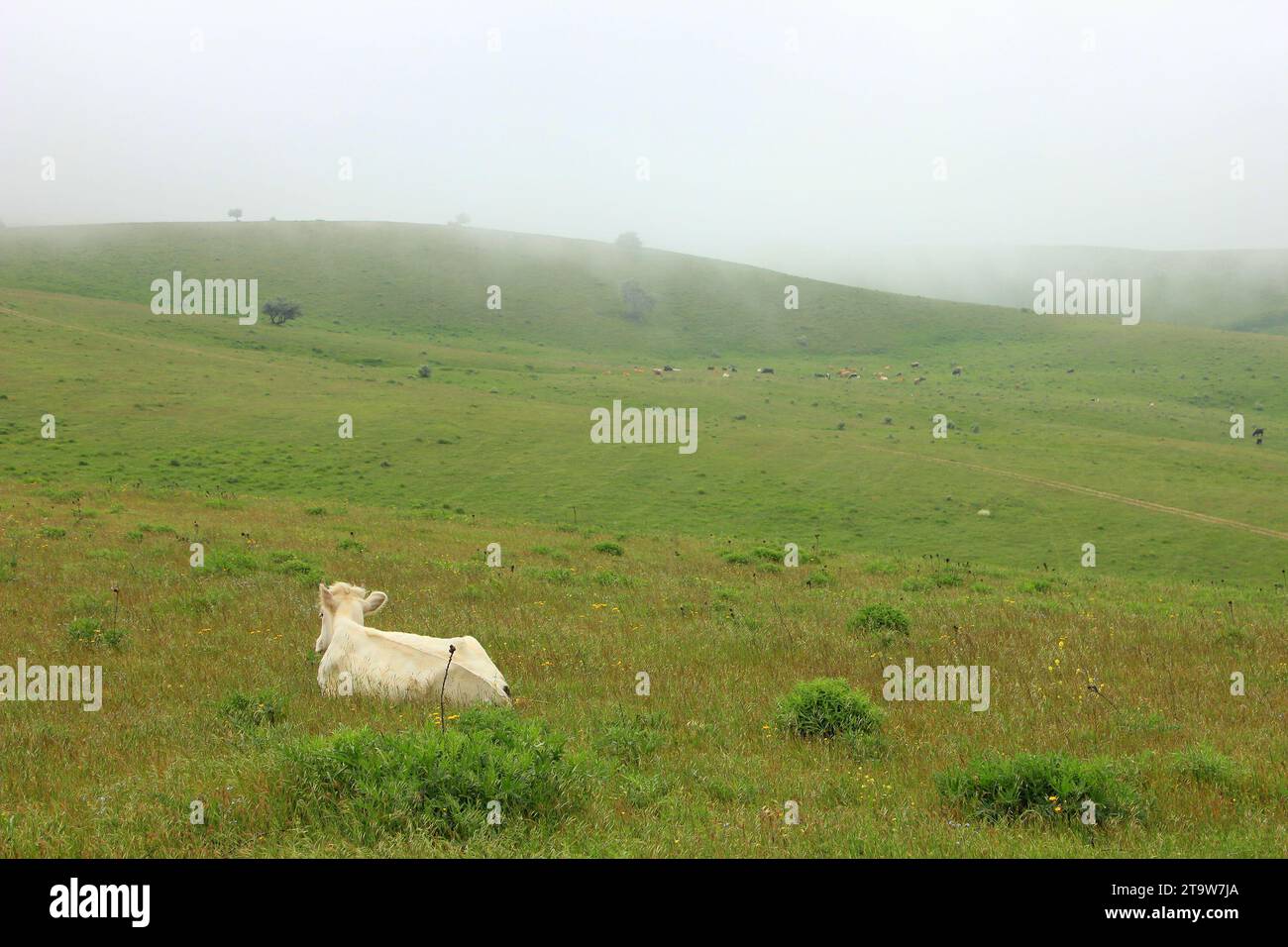 Landscape cow lies on hi-res stock photography and images - Alamy