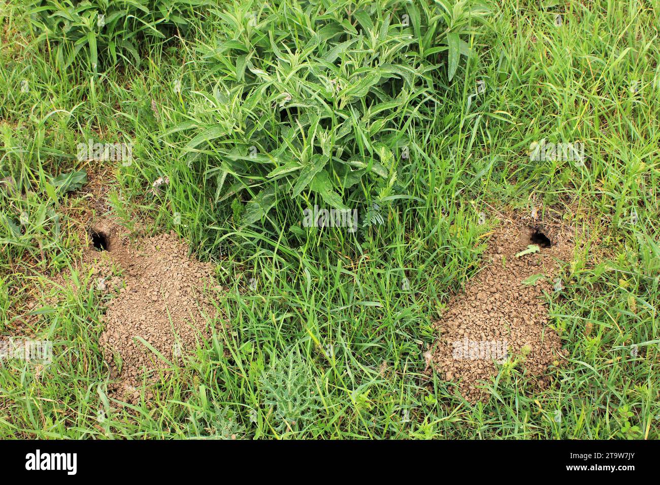 Small burrows of a mouse-vole on a green field Stock Photo - Alamy