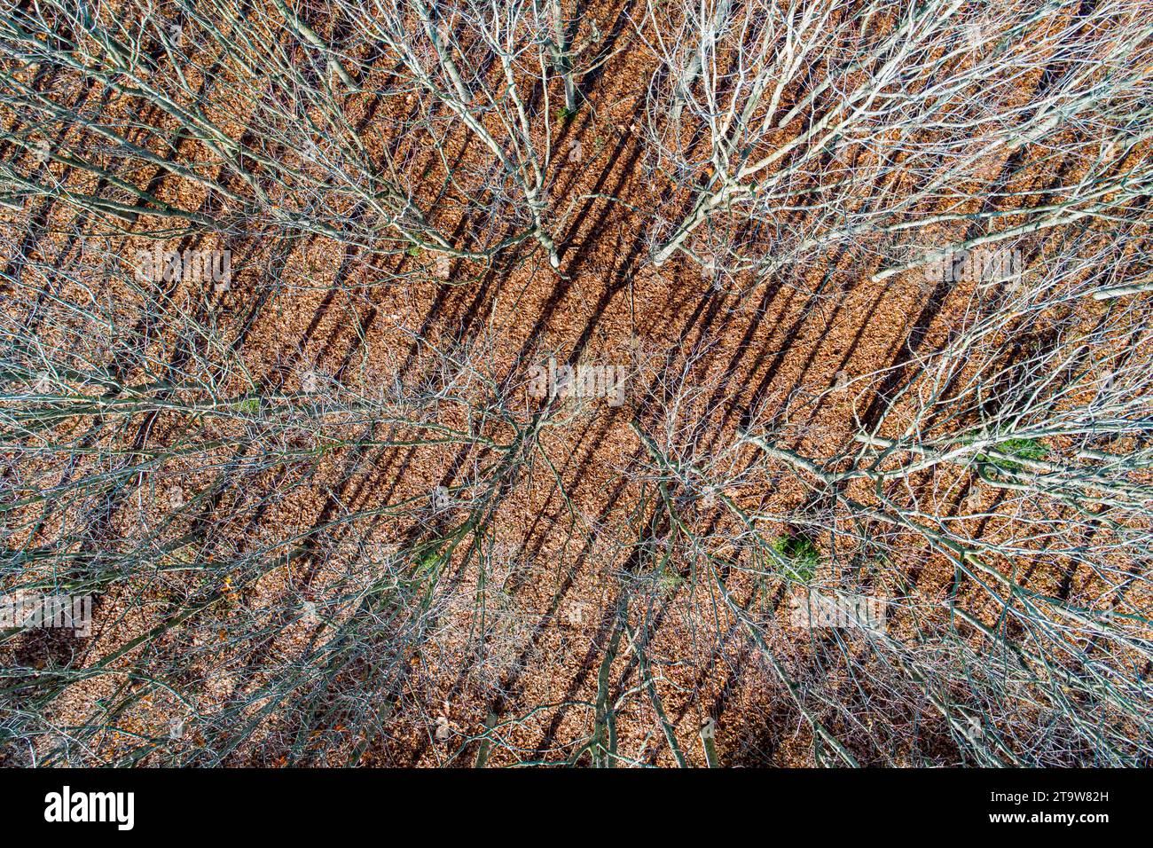 Aerial view forest without leaves hi-res stock photography and images ...