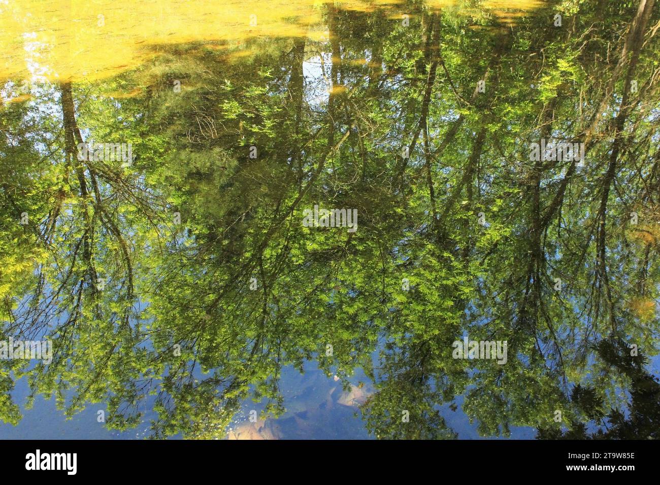 Beautiful reflection of trees on the water surface Stock Photo - Alamy