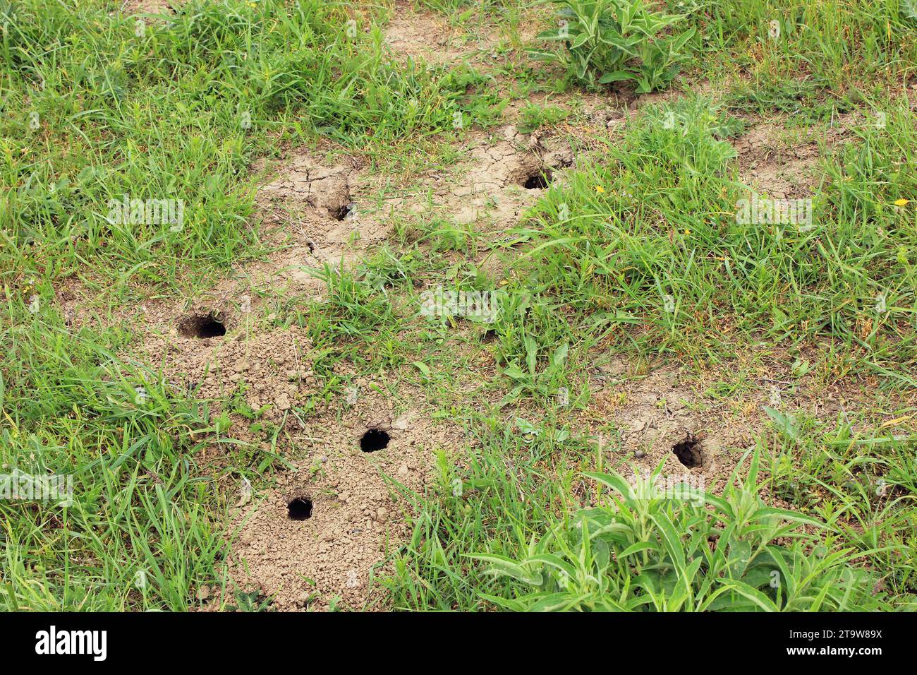 Small burrows of a mouse-vole on a green field Stock Photo - Alamy