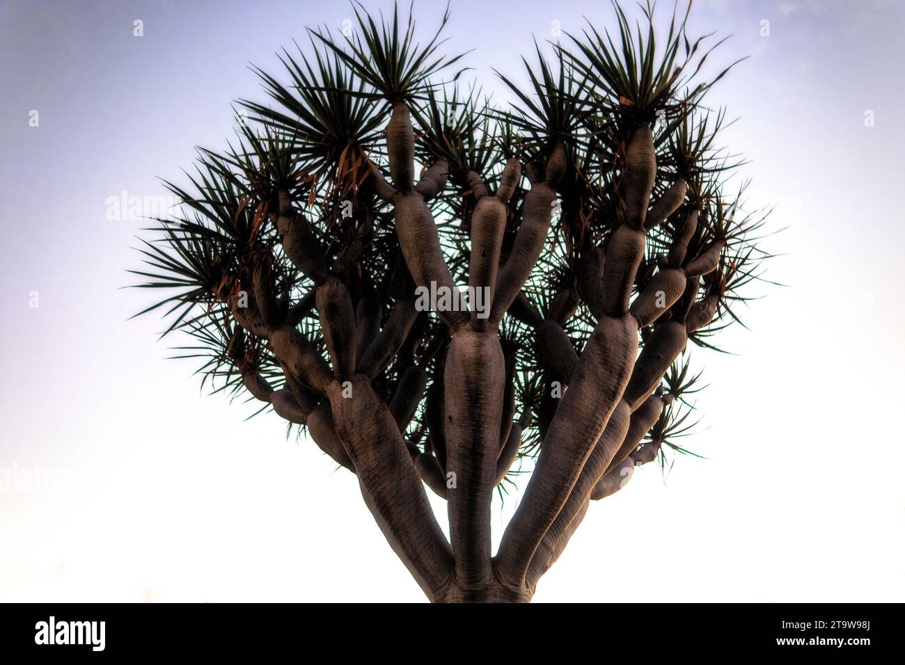 A spiky bush Stock Photo - Alamy