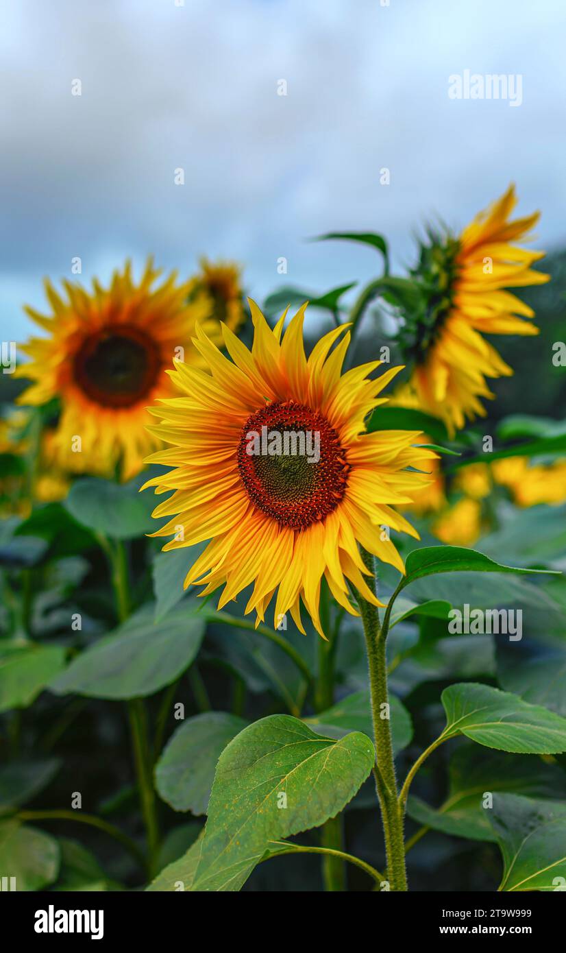 Trio of sunflowers hi-res stock photography and images - Alamy
