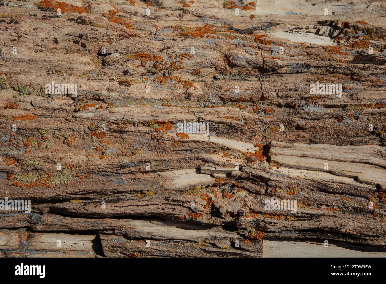 Classic American Landscapes: Bisti Wilderness in NW New Mexico is an ...
