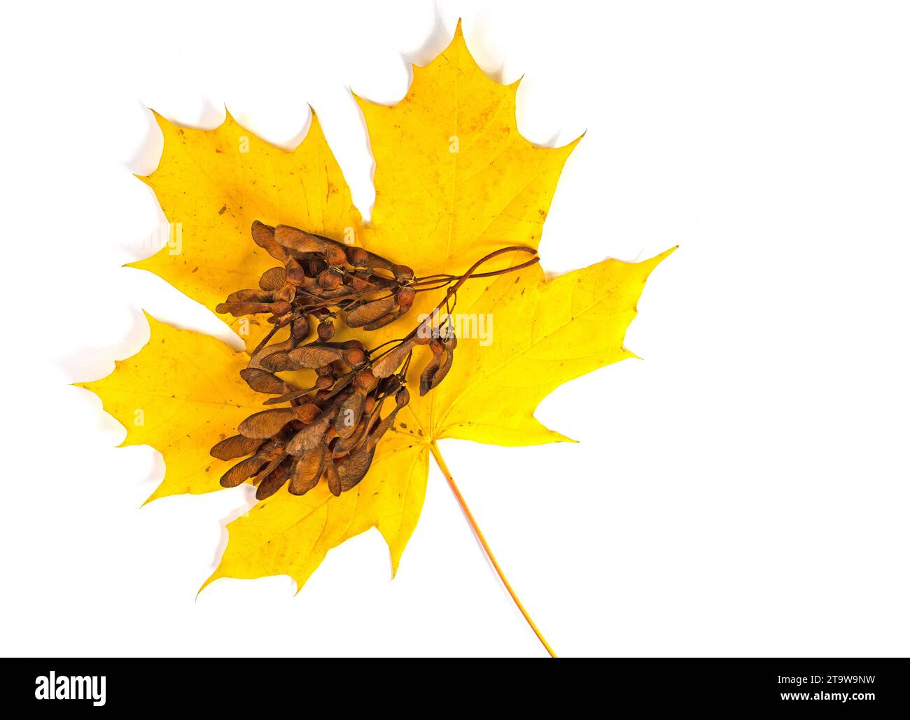 Ripe maple seed against white background Stock Photo - Alamy