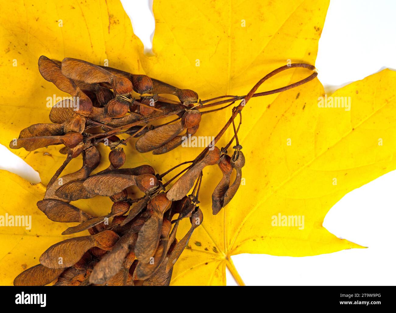 Maple leaf seeds hi-res stock photography and images - Alamy